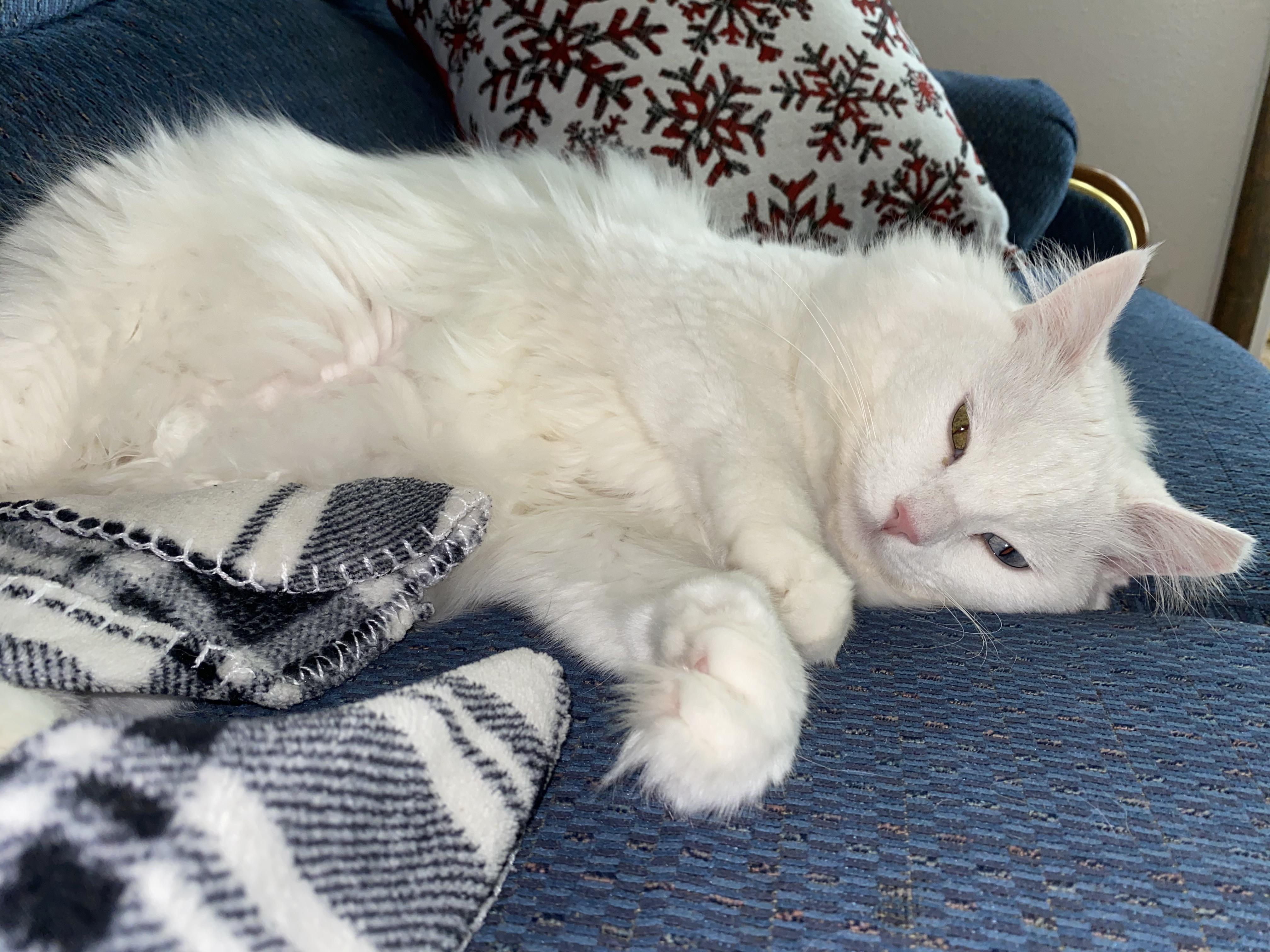 Sleepy kitty | Scrolller