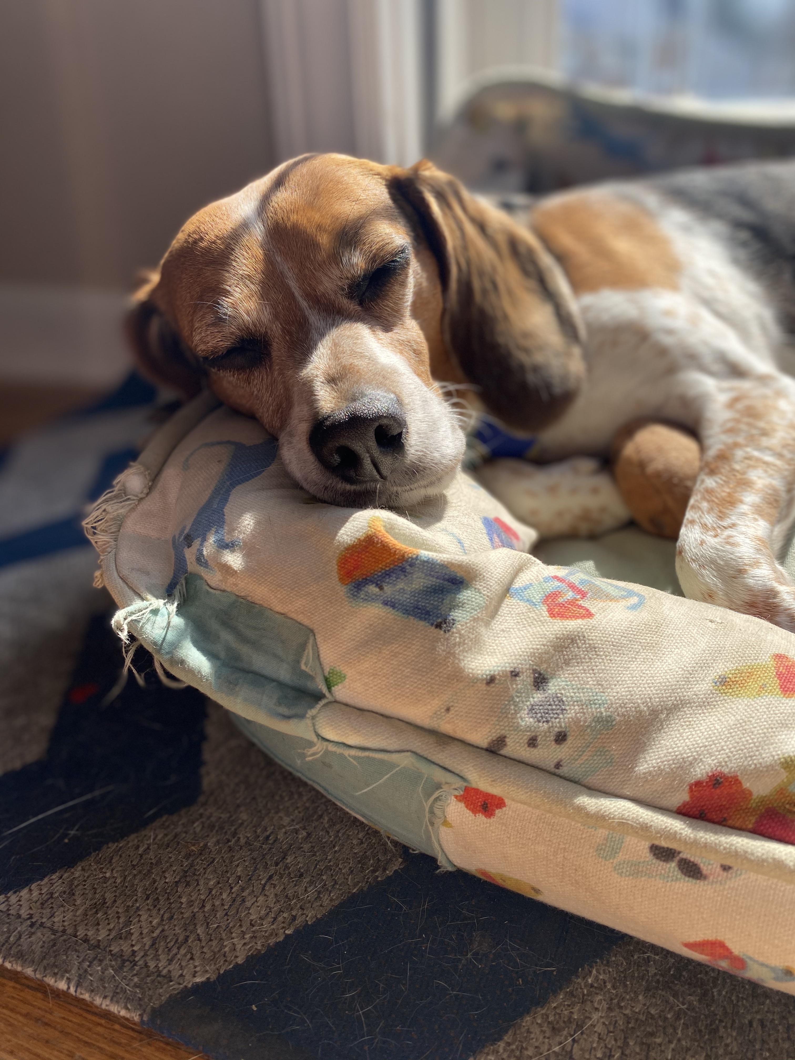 Sleepy little beagle recharging her batteries in the sun. | Scrolller