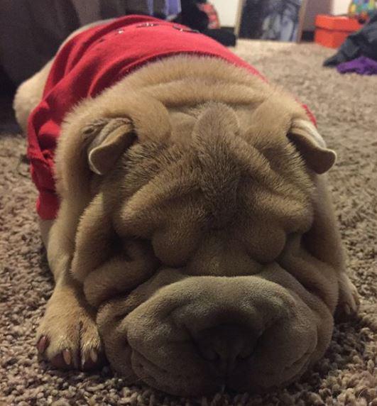 Sleepy little Pooh Bear | Scrolller