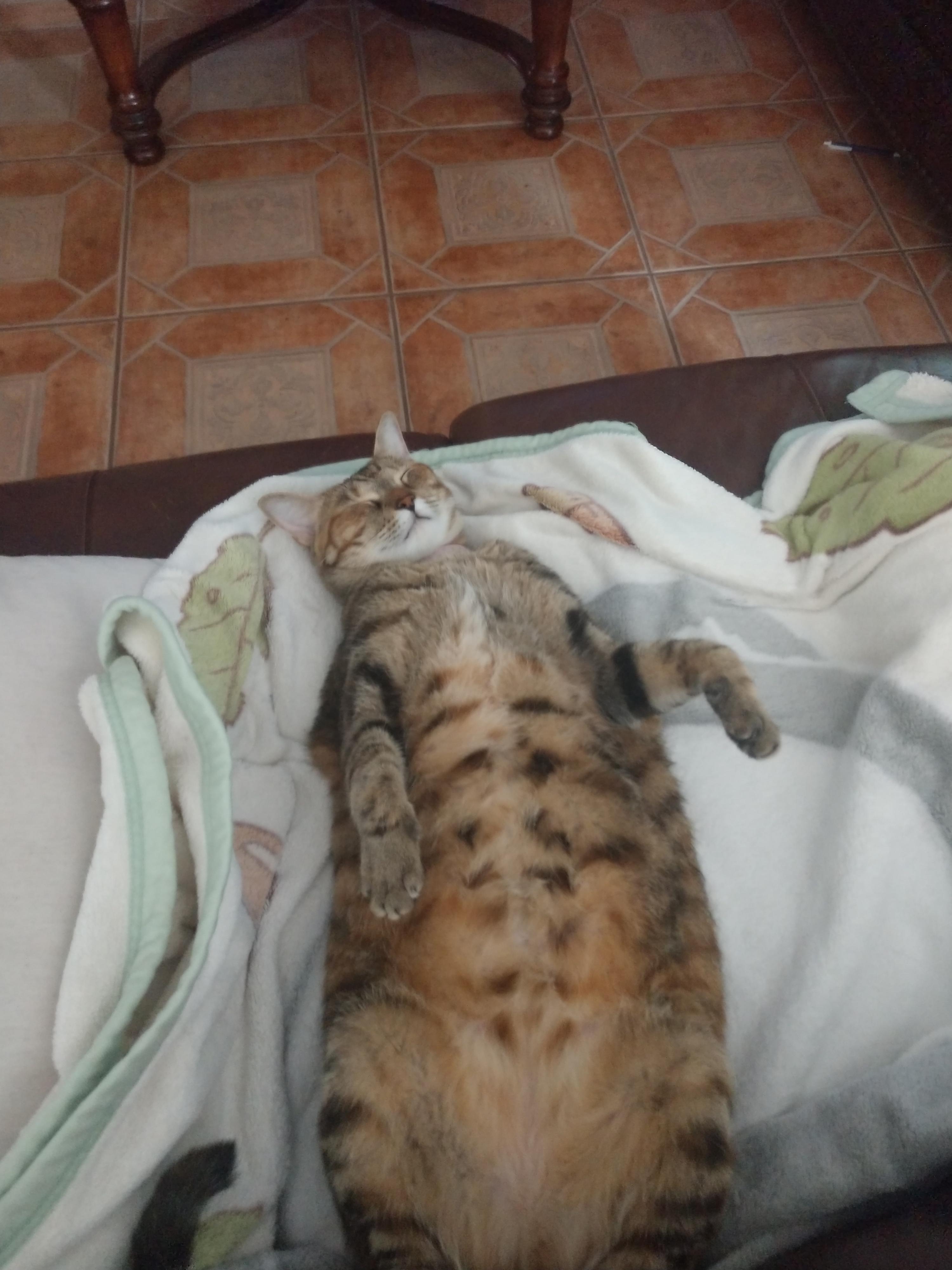 Sleepy Maya belly | Scrolller