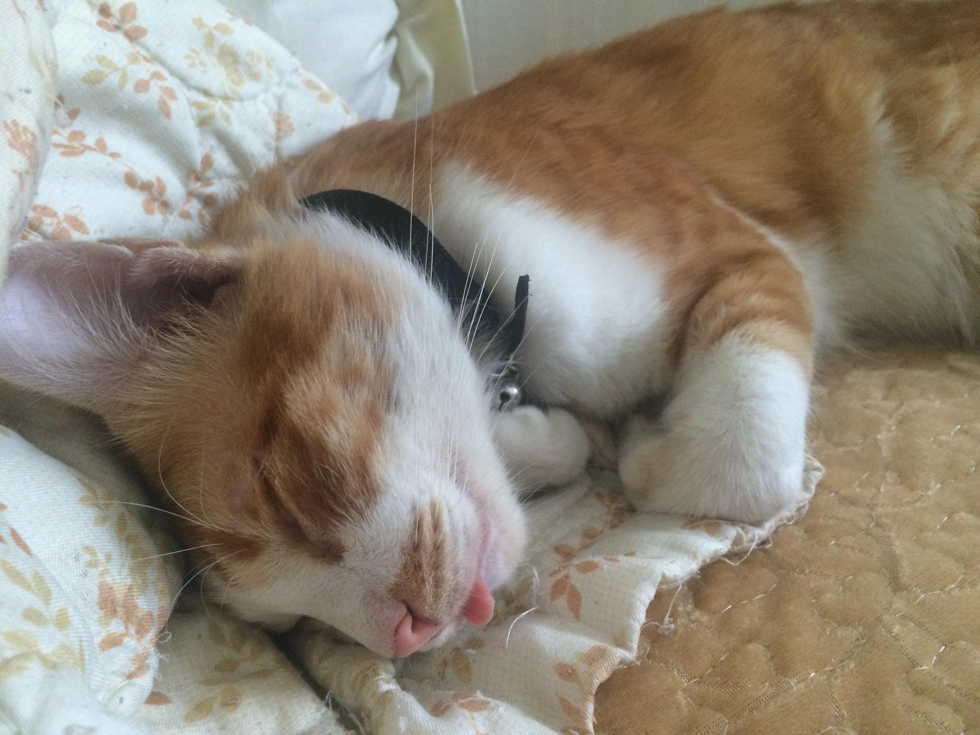 Sleepy mlem | Scrolller