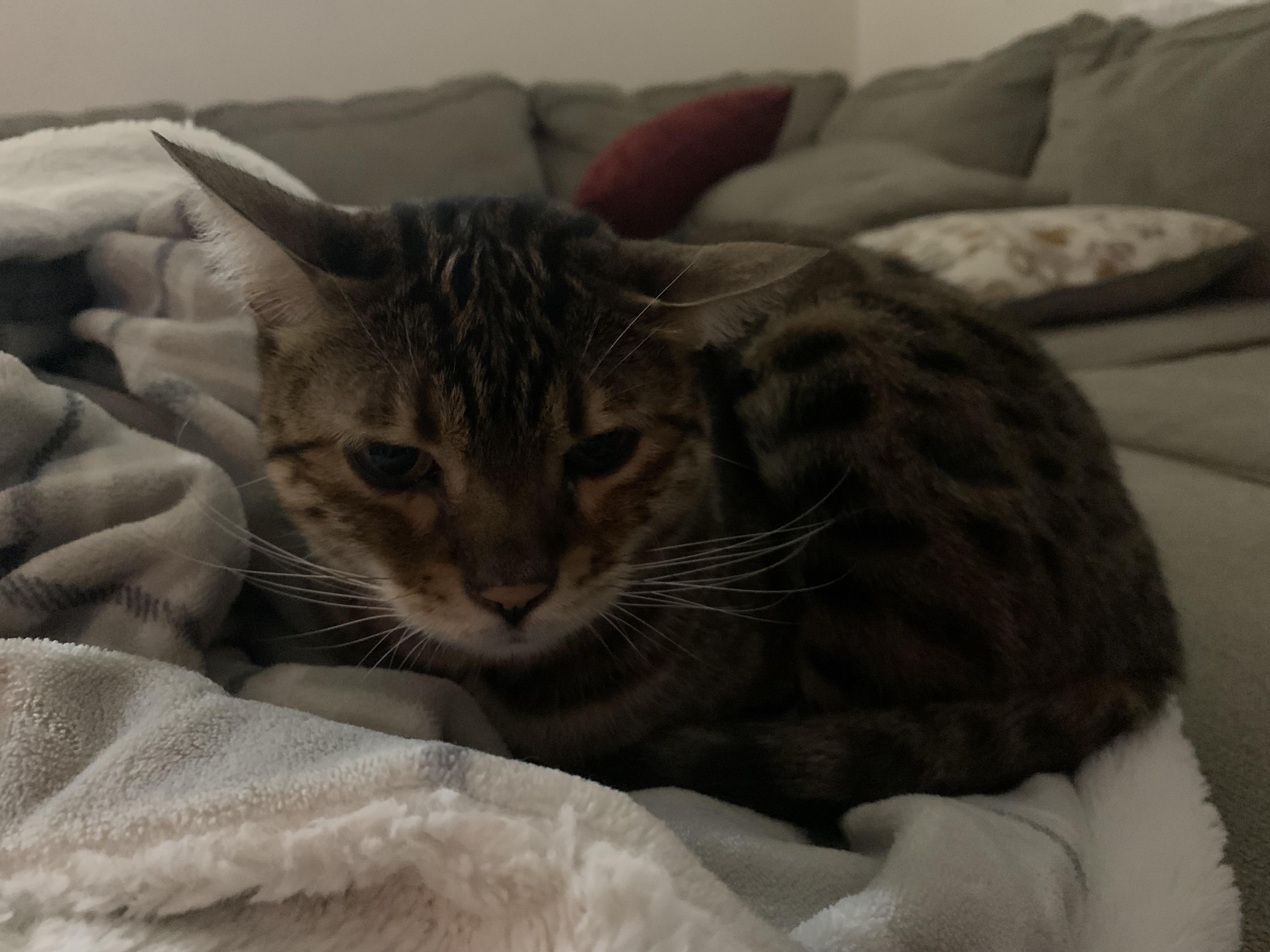 Sleepy Nala | Scrolller