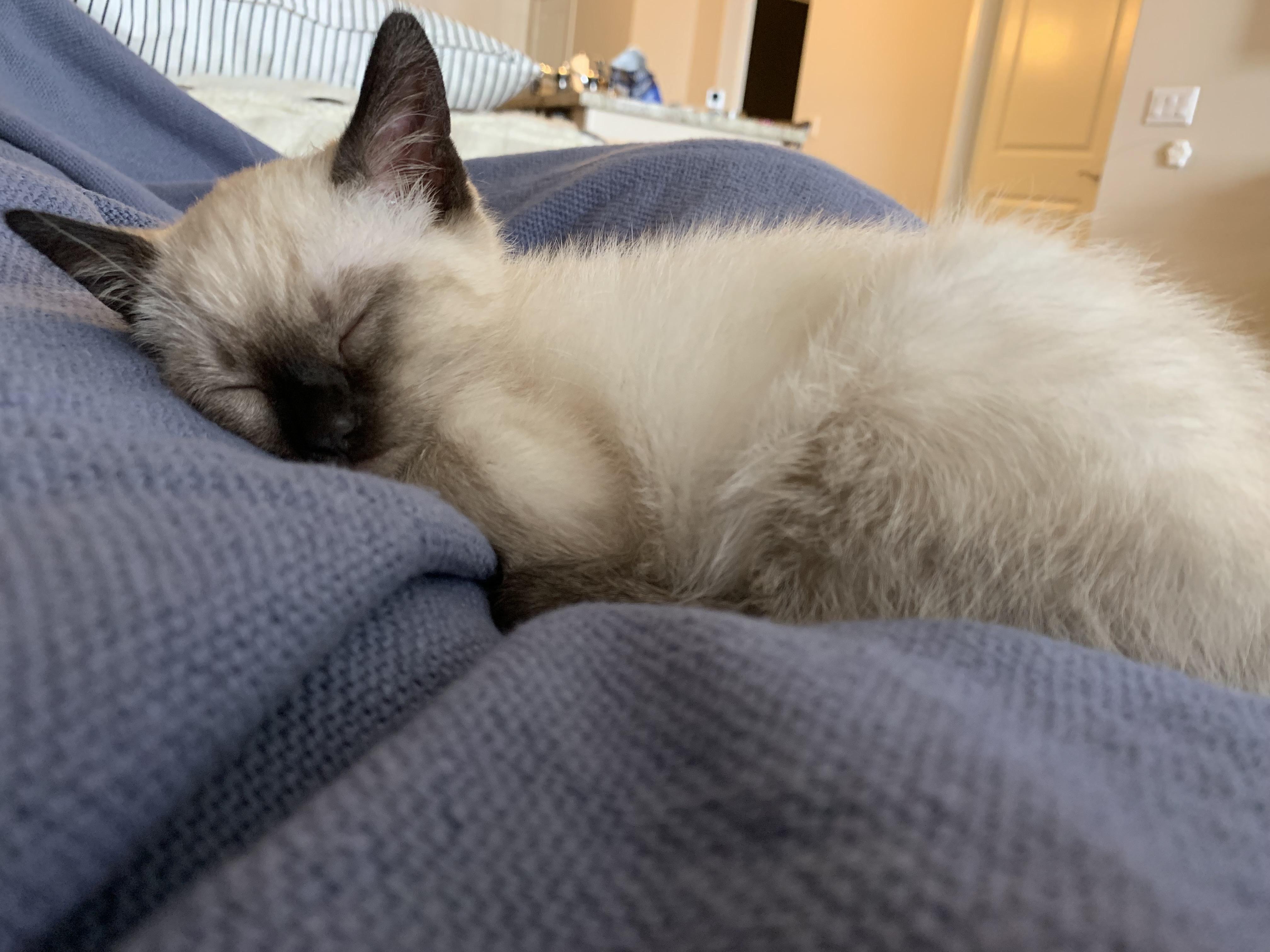 Sleepy Piper | Scrolller