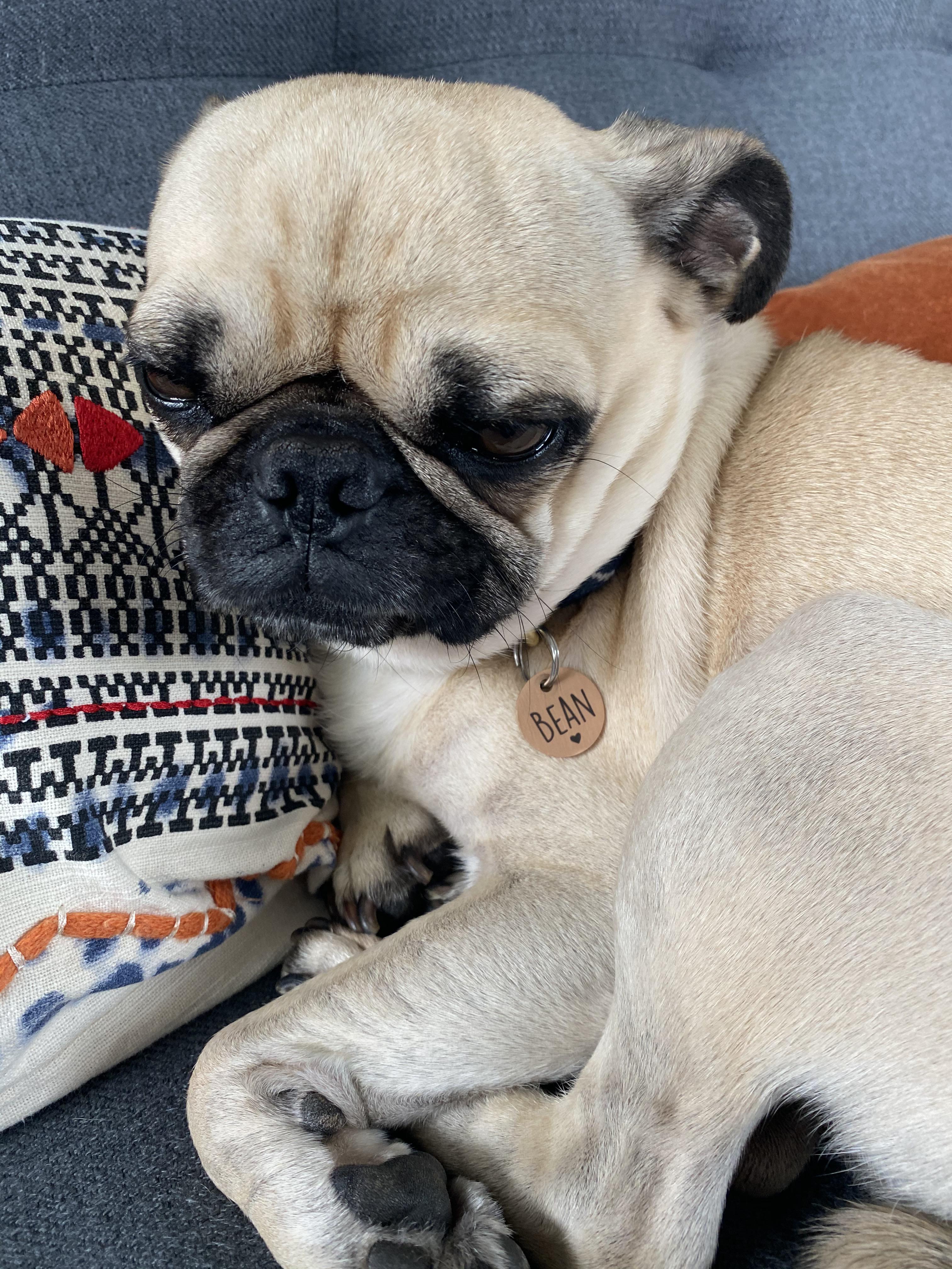 Sleepy pug nug | Scrolller