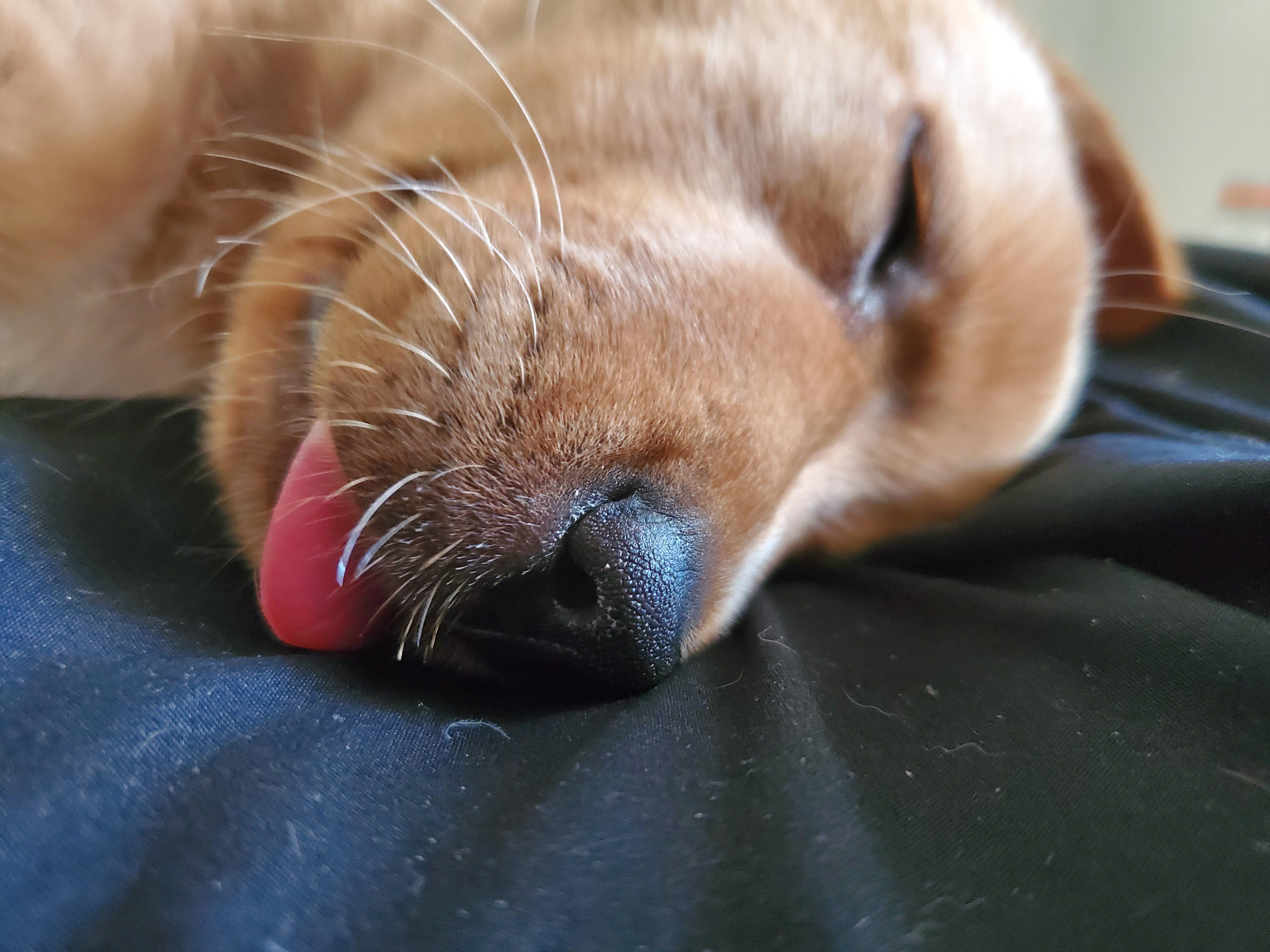 Sleepy pup and her first Blop. | Scrolller