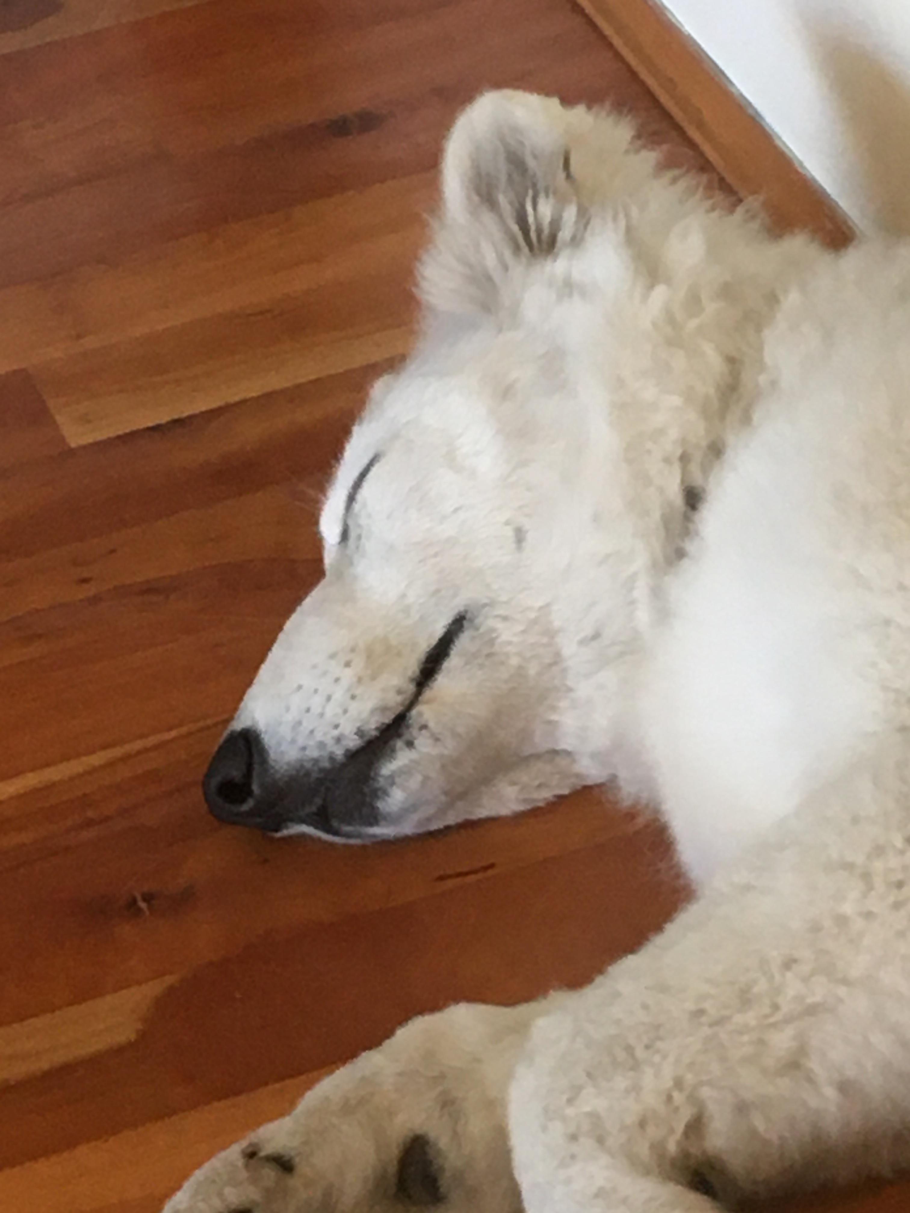 Sleepy puppy squish | Scrolller