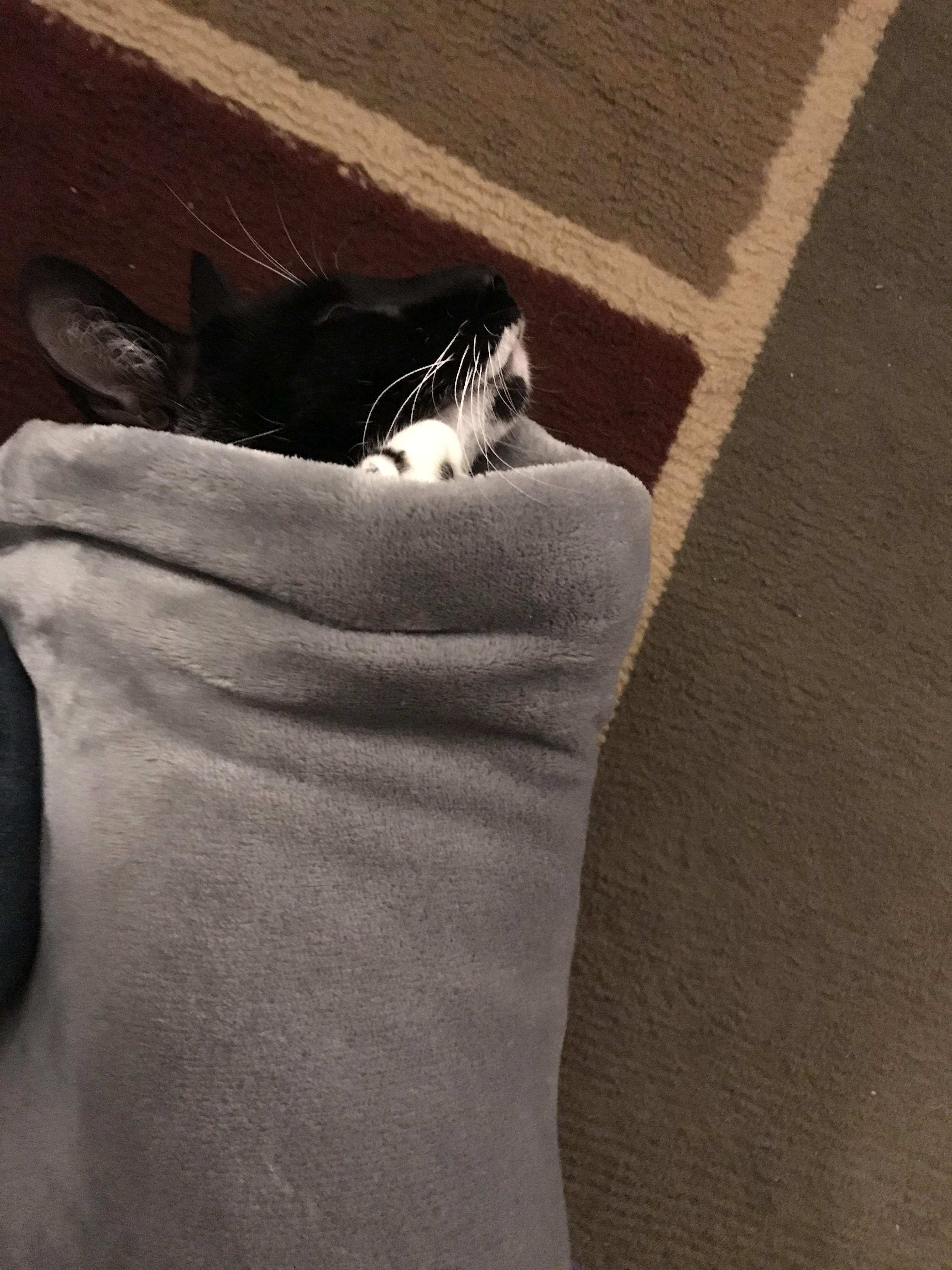 Sleepy purrito | Scrolller