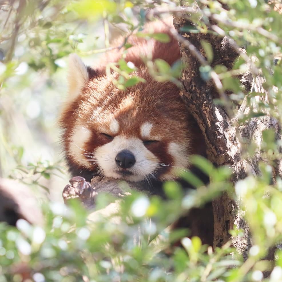 Sleepy Red Panda | Scrolller