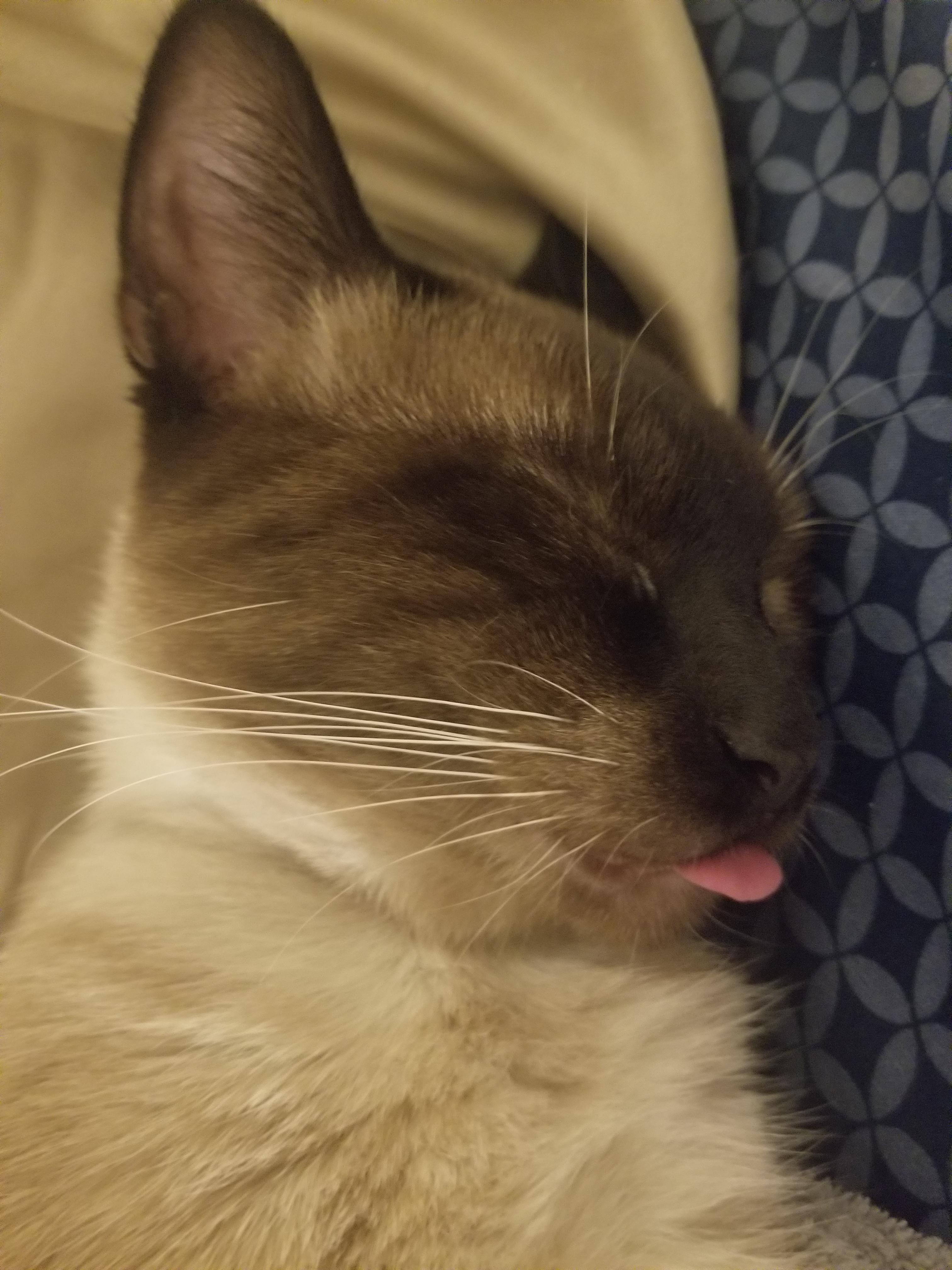 Sleepy Sam Blep | Scrolller