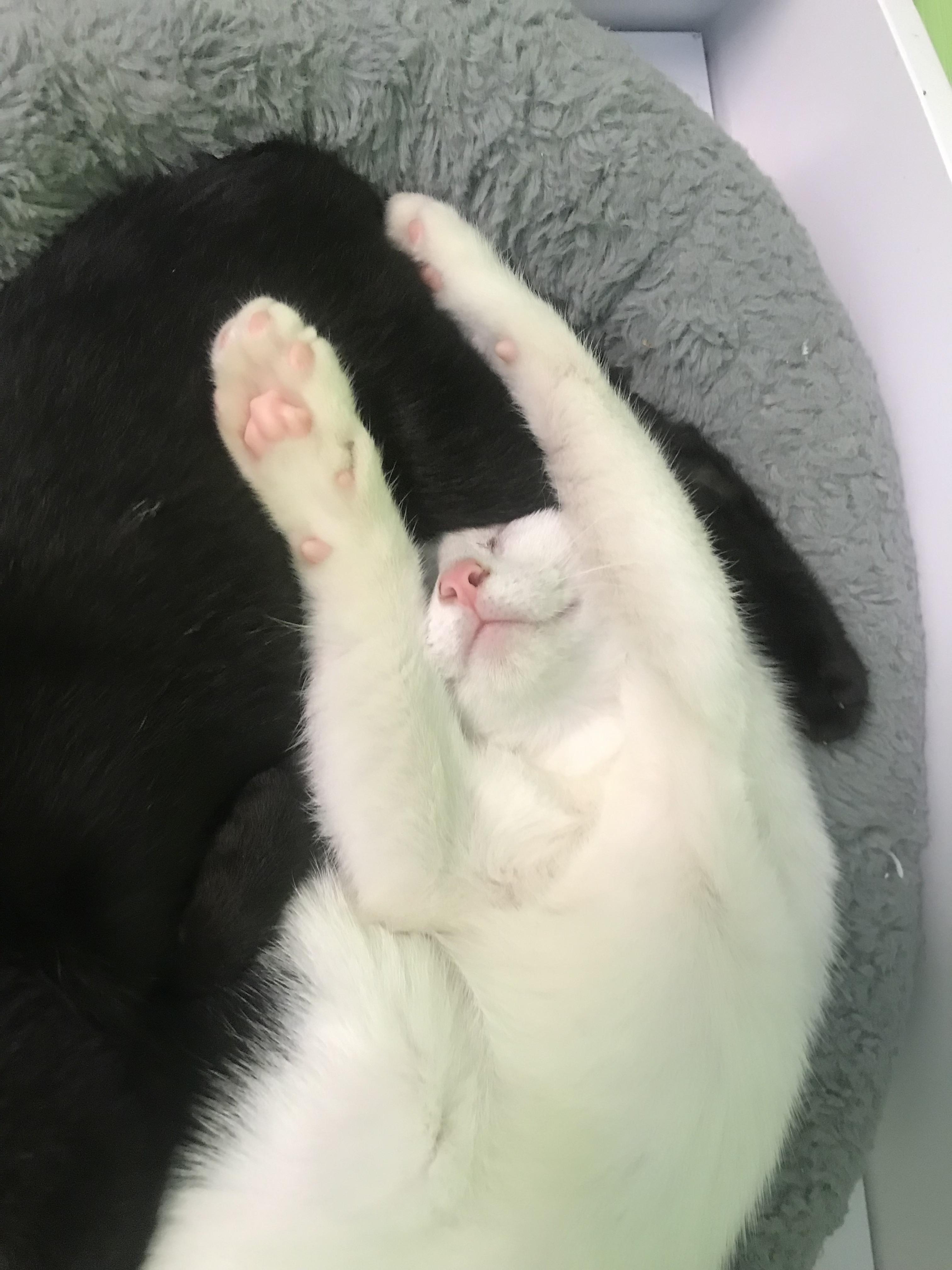 Sleepy shelter-kitty beans | Scrolller