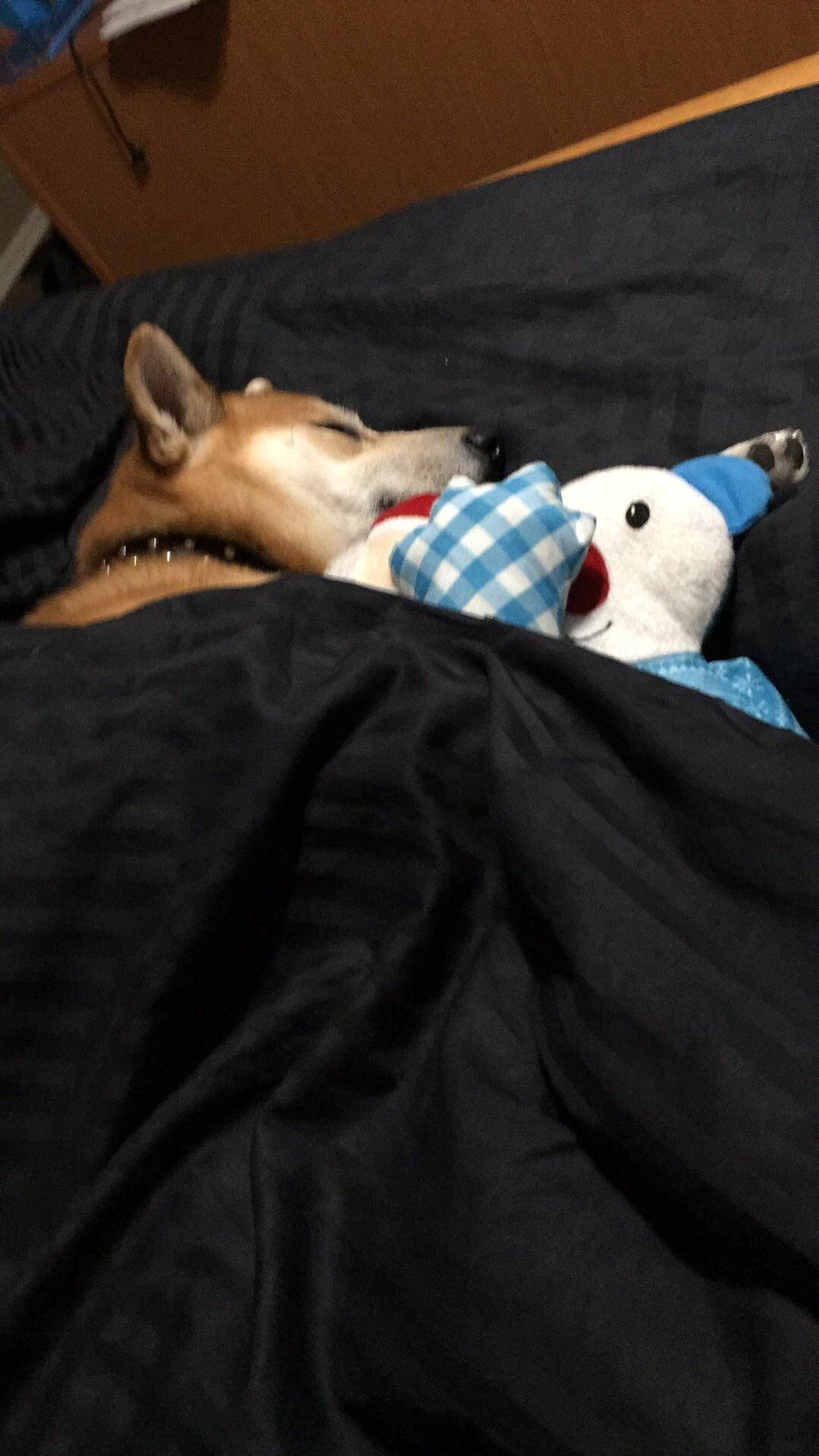 Sleepy times with his stuffies!! | Scrolller