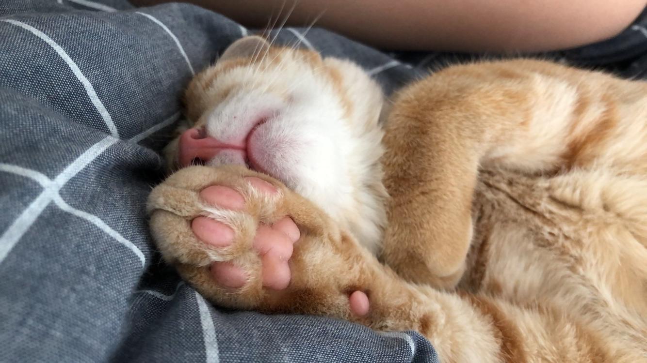 Sleepy Toe Beans | Scrolller