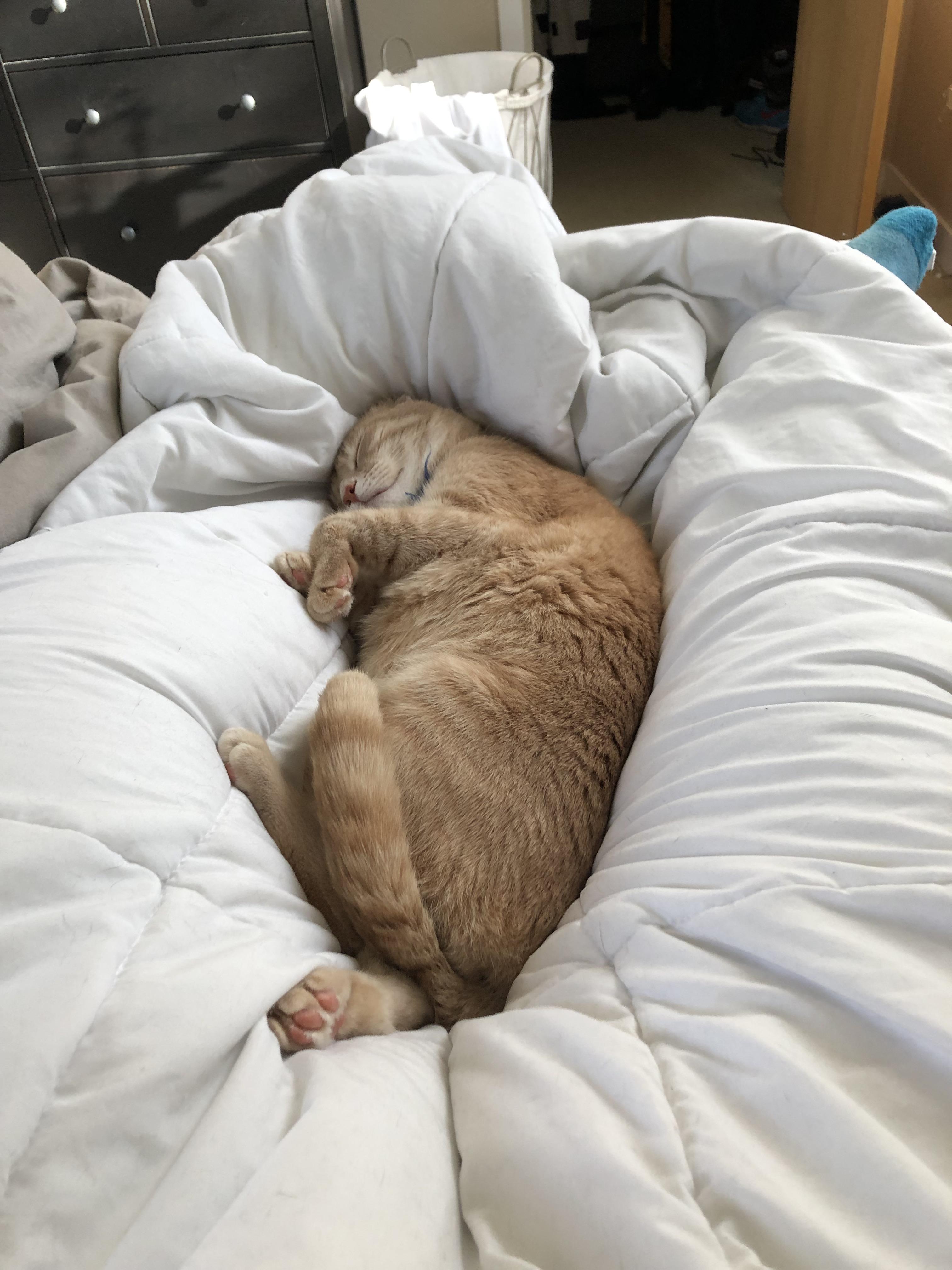 Sleepy toe beans | Scrolller