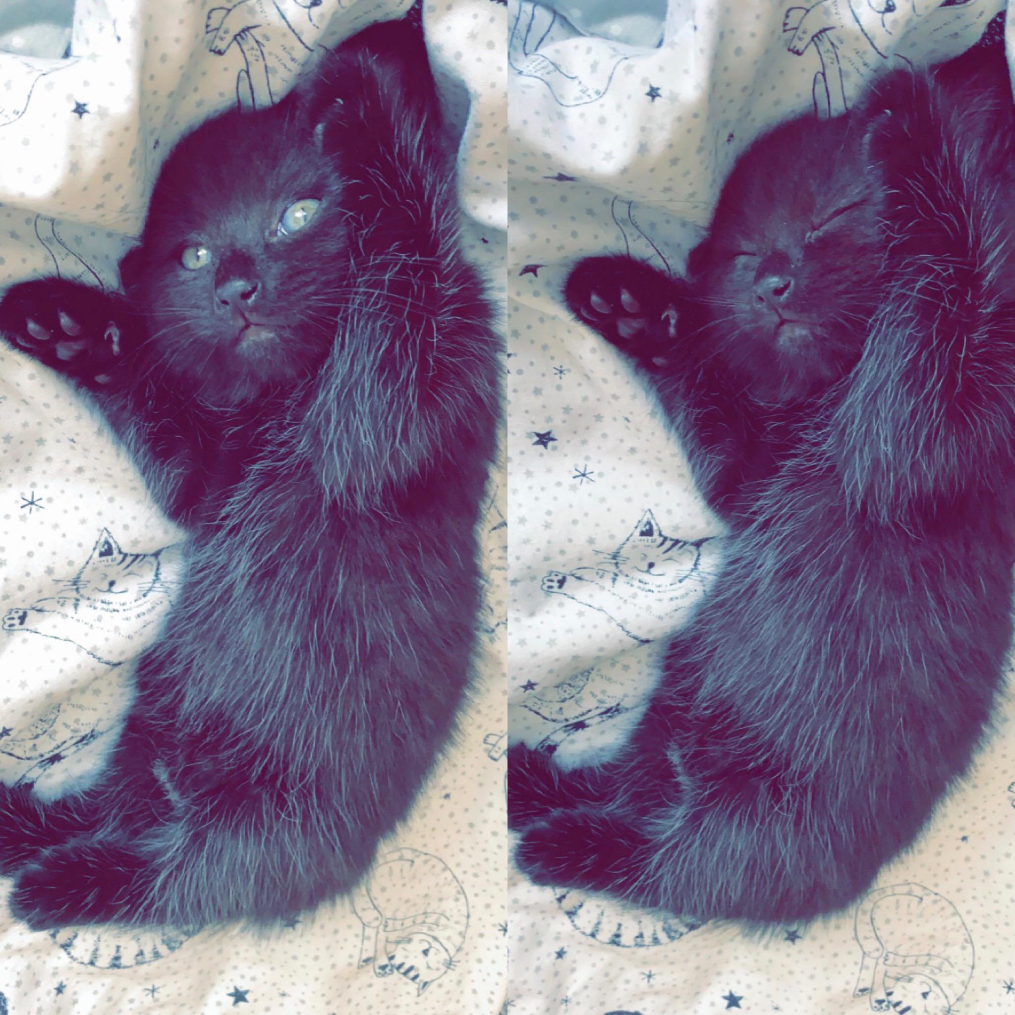 Sleepy toebeans. | Scrolller