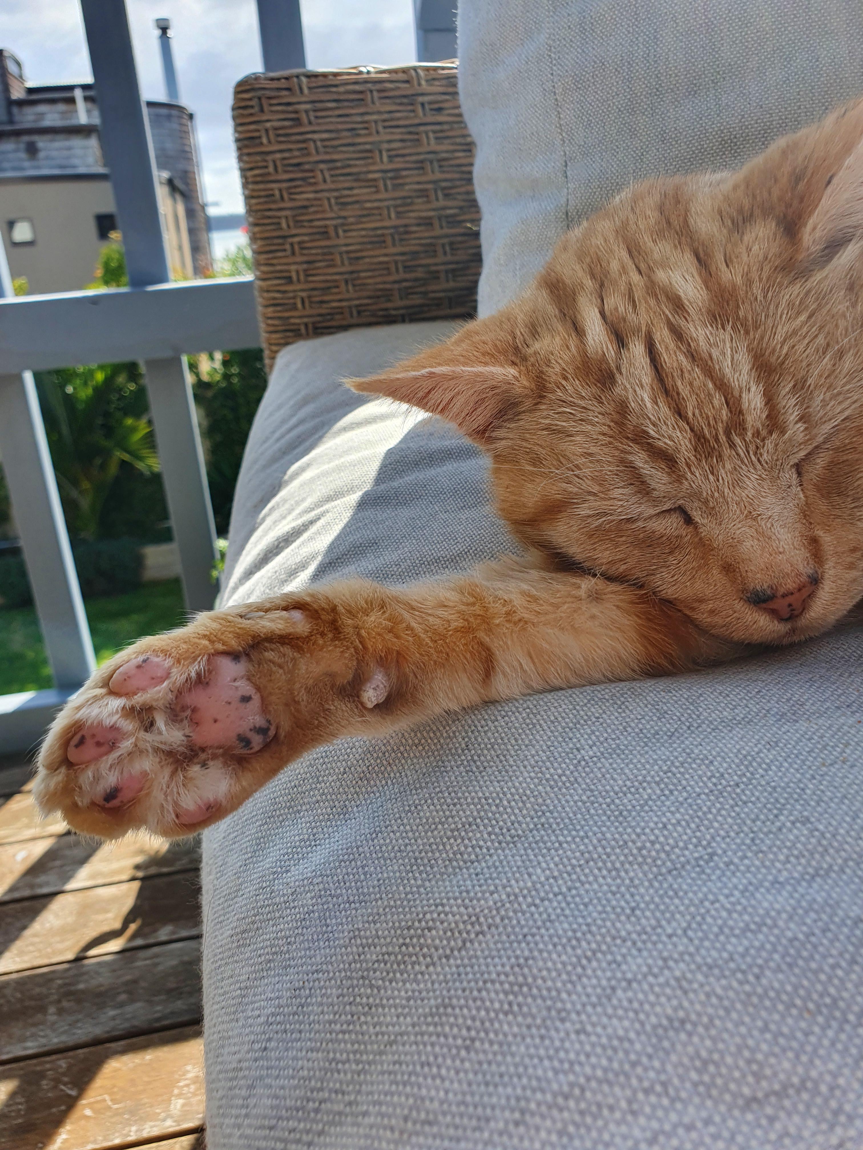 Sleepy toebeans | Scrolller