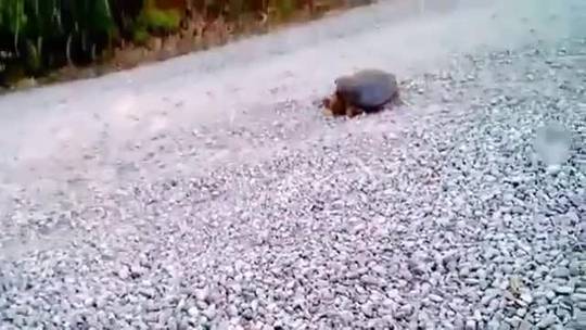 Sleepy turtle | Scrolller