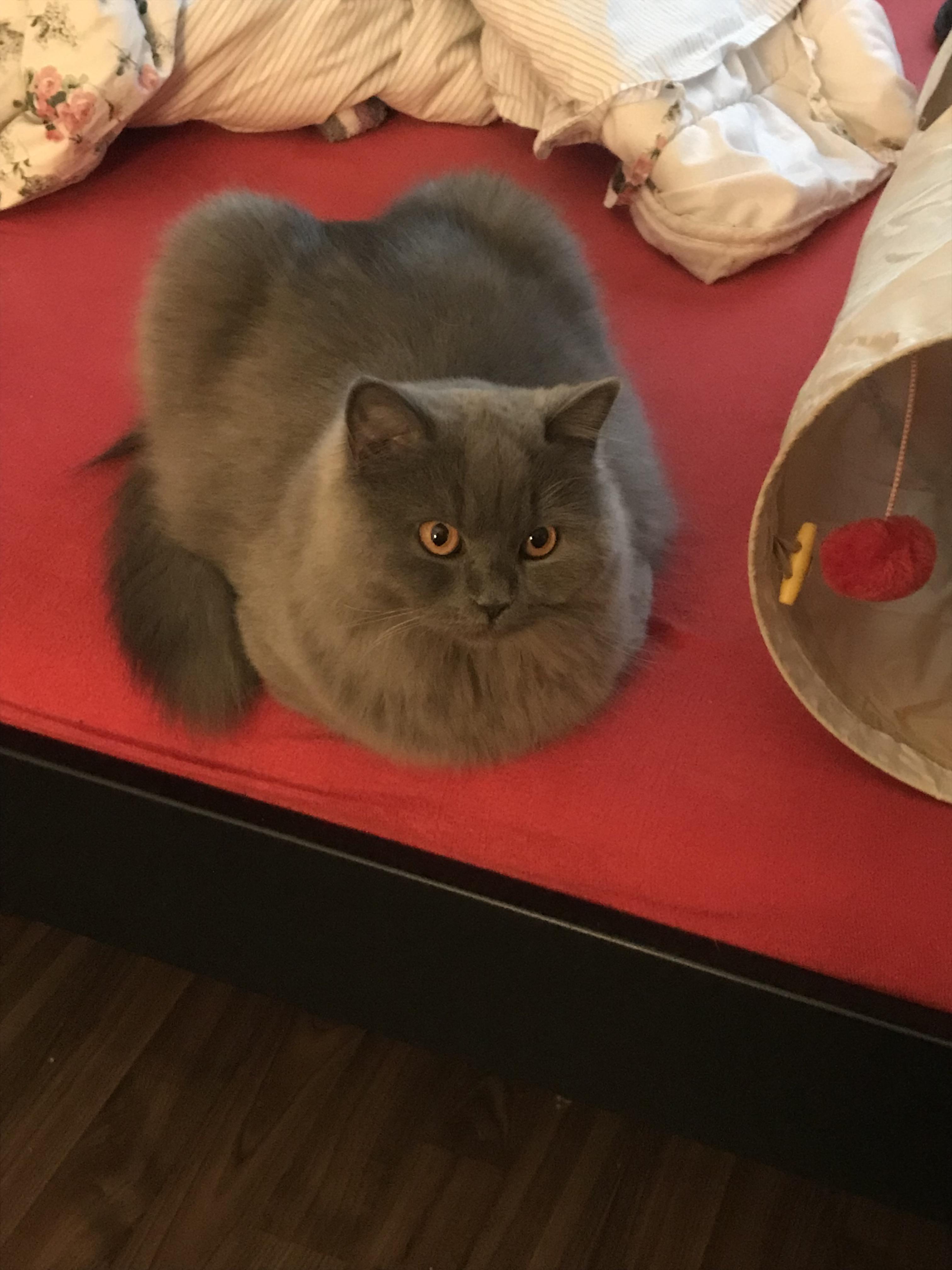 Slightly burned loaf | Scrolller