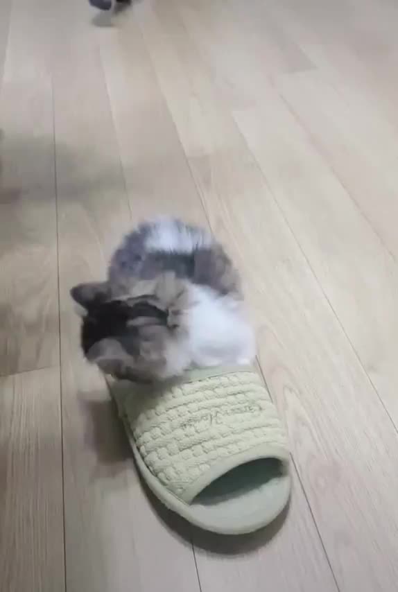 slipped up | Scrolller