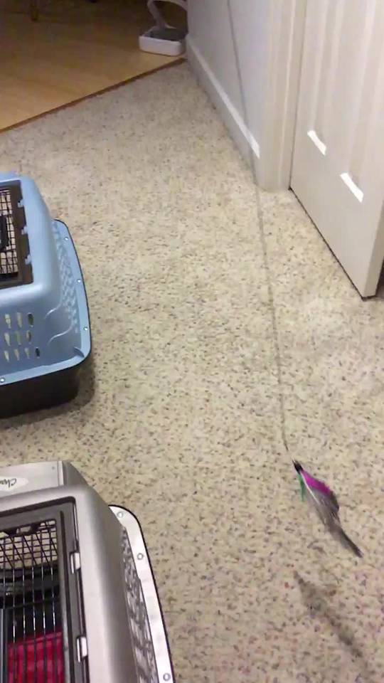 slo-mo slap | Scrolller