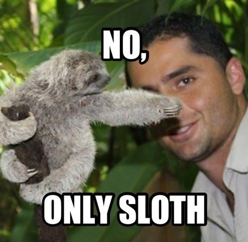 Sloths love to be the center of attention | Scrolller