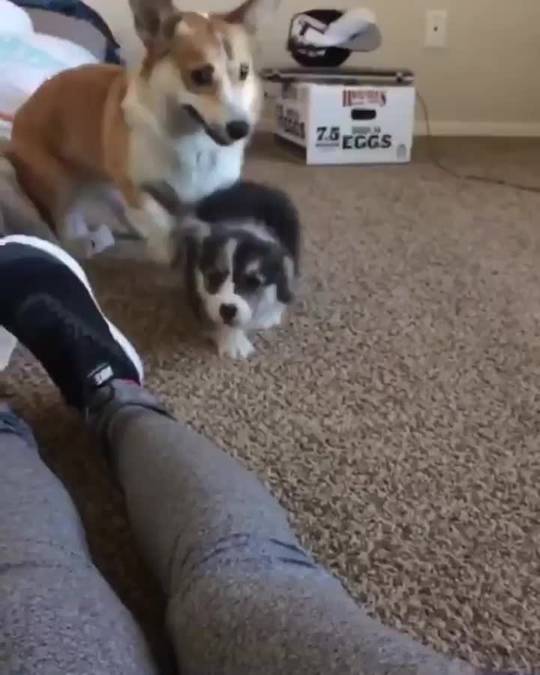 Slow motion pupper crash | Scrolller