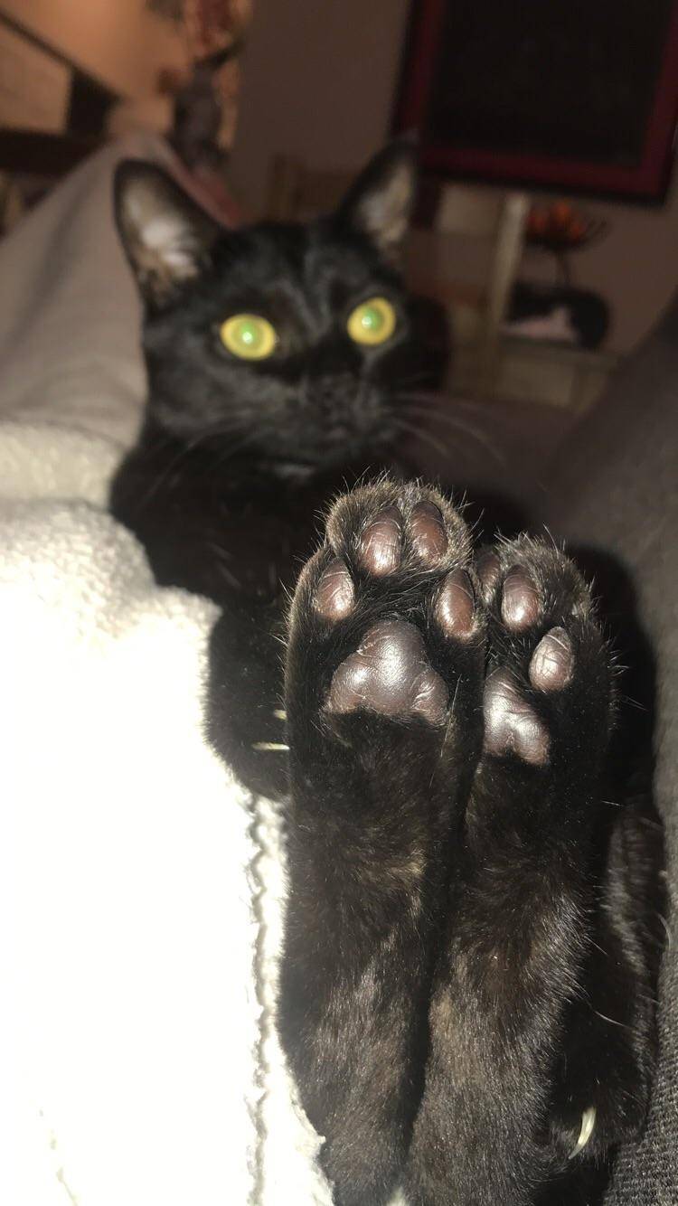 Slowly sinking into the couch toebeans | Scrolller