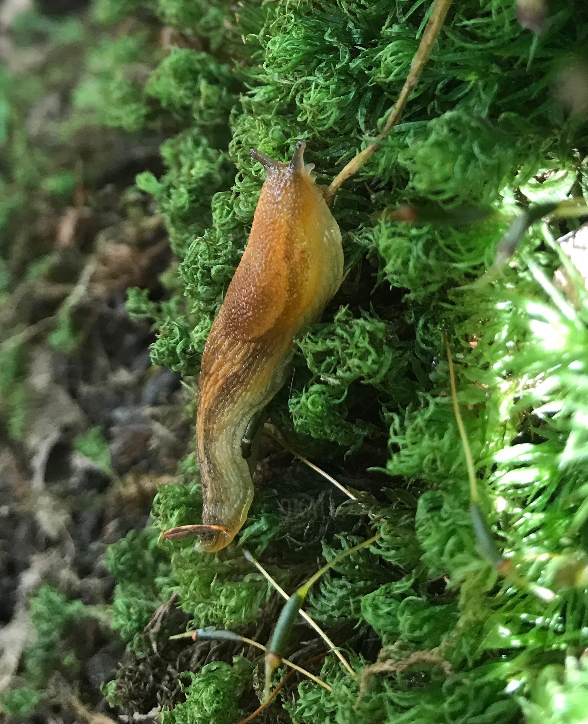 Slug on moss | Scrolller