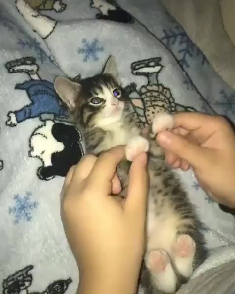 small belly | Scrolller