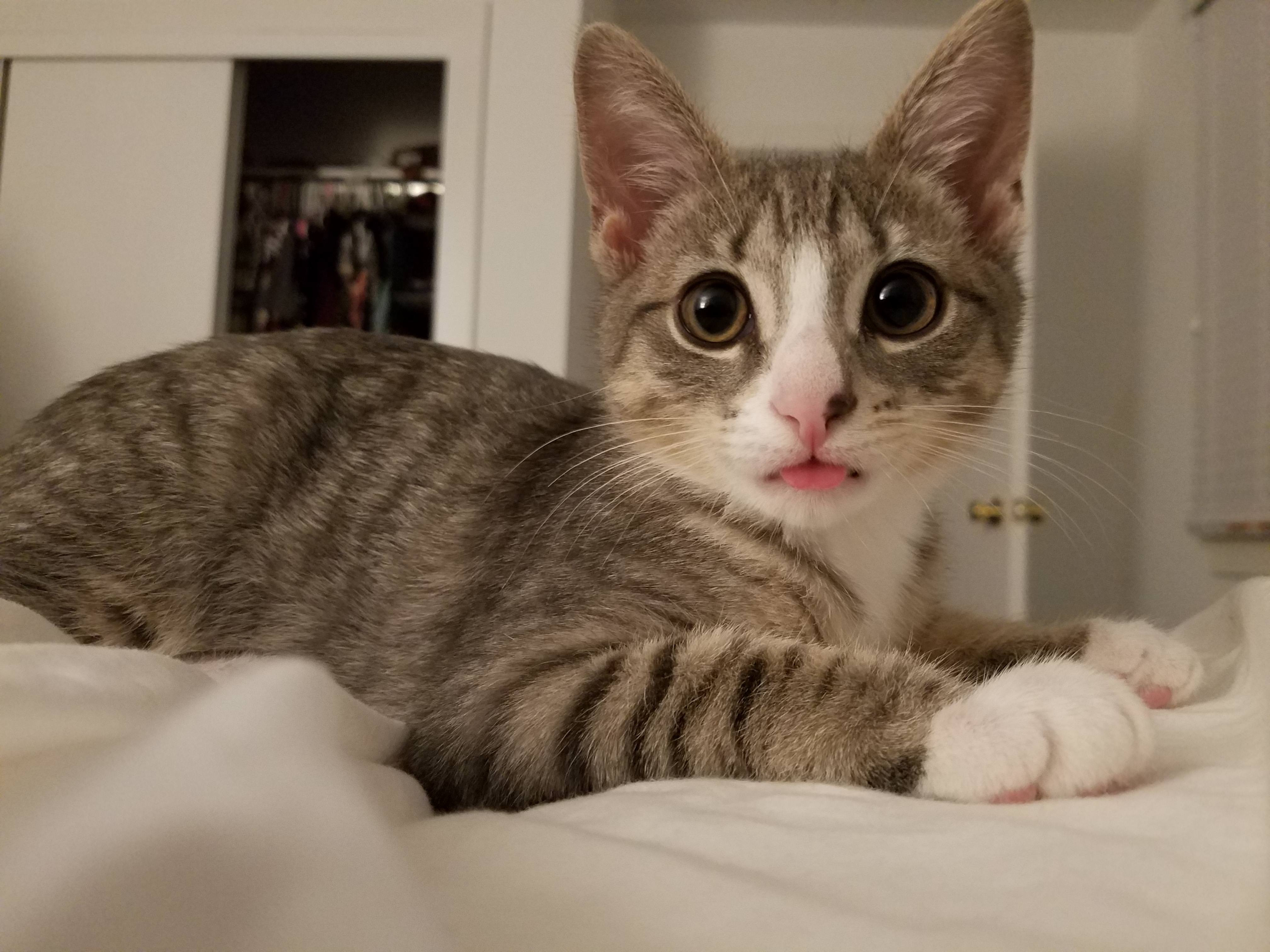 small blep | Scrolller