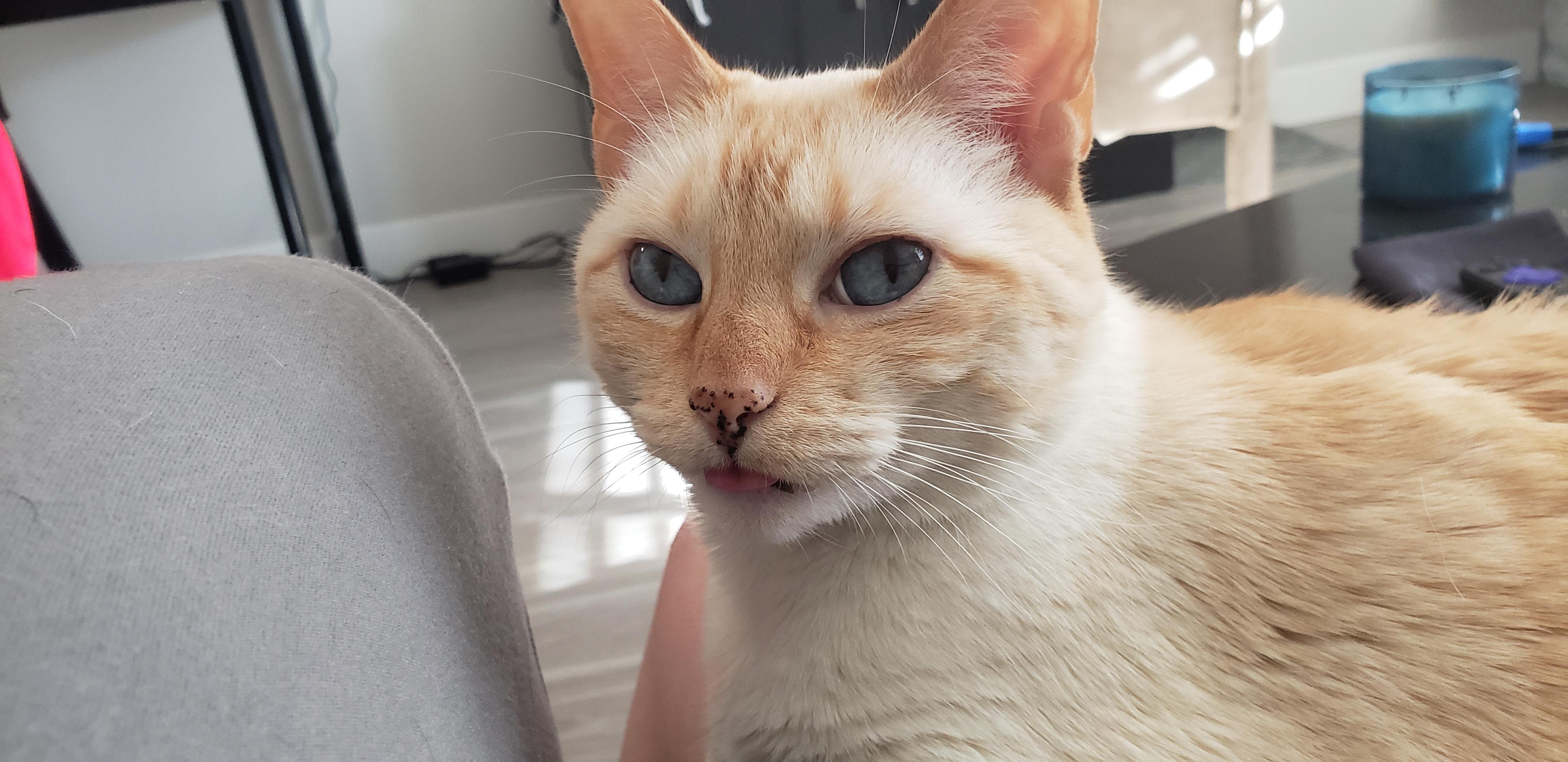 Small blep in exchange for early lunch? Please, mom? | Scrolller