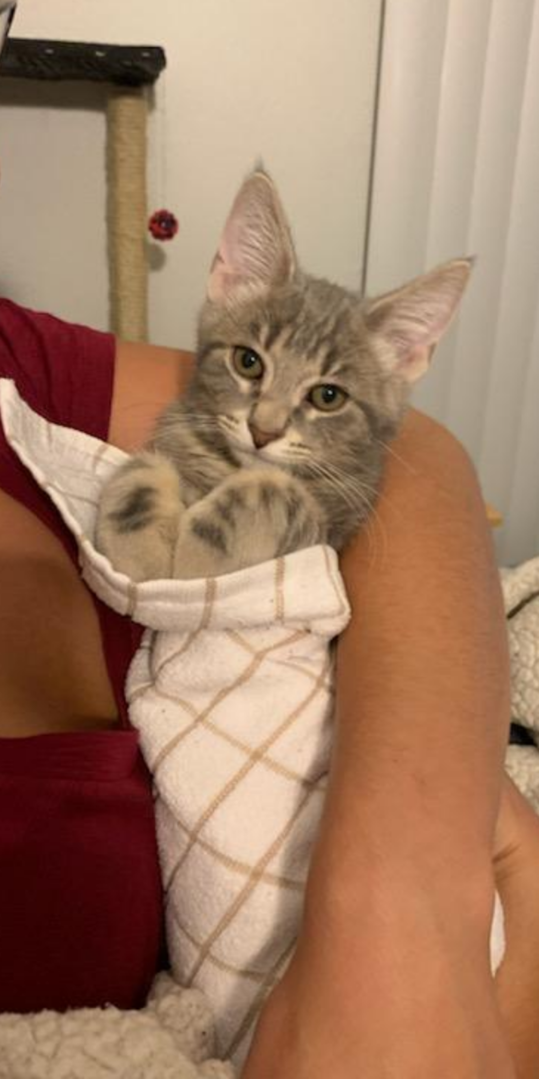 Small purrito, extra spicy. | Scrolller