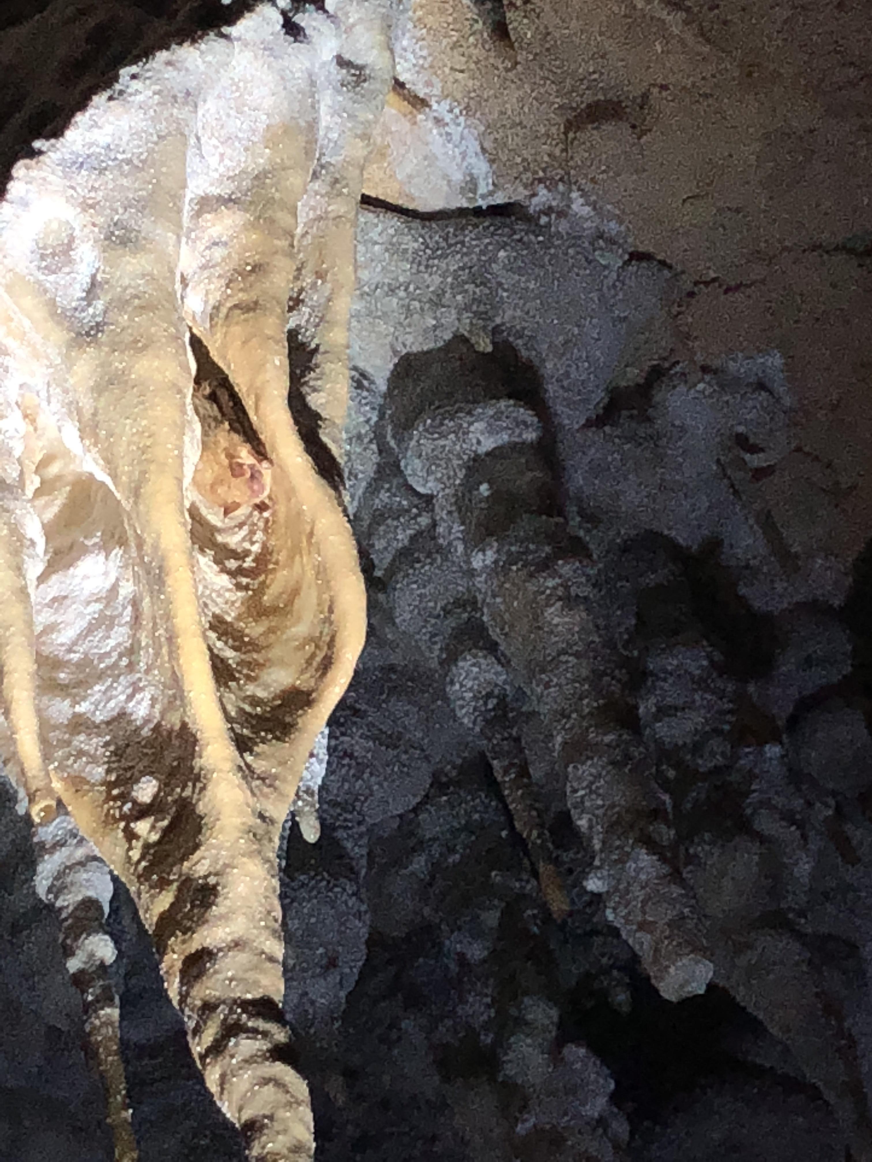 Small “Tricolor Bat” nestled away in the Florida Caverns | Scrolller