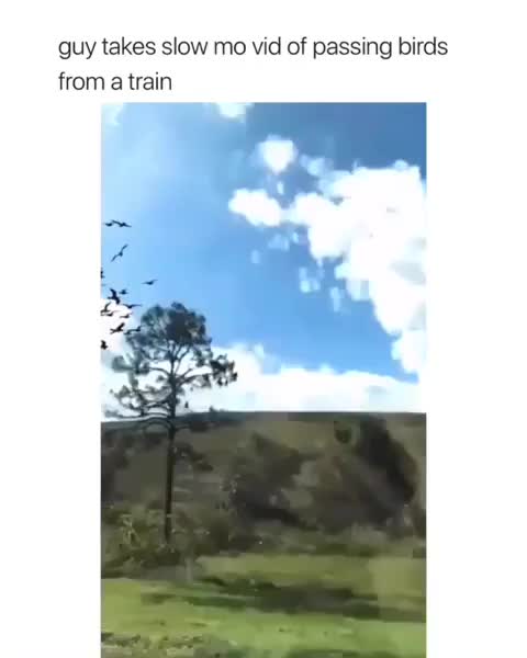 Smart birds | Scrolller