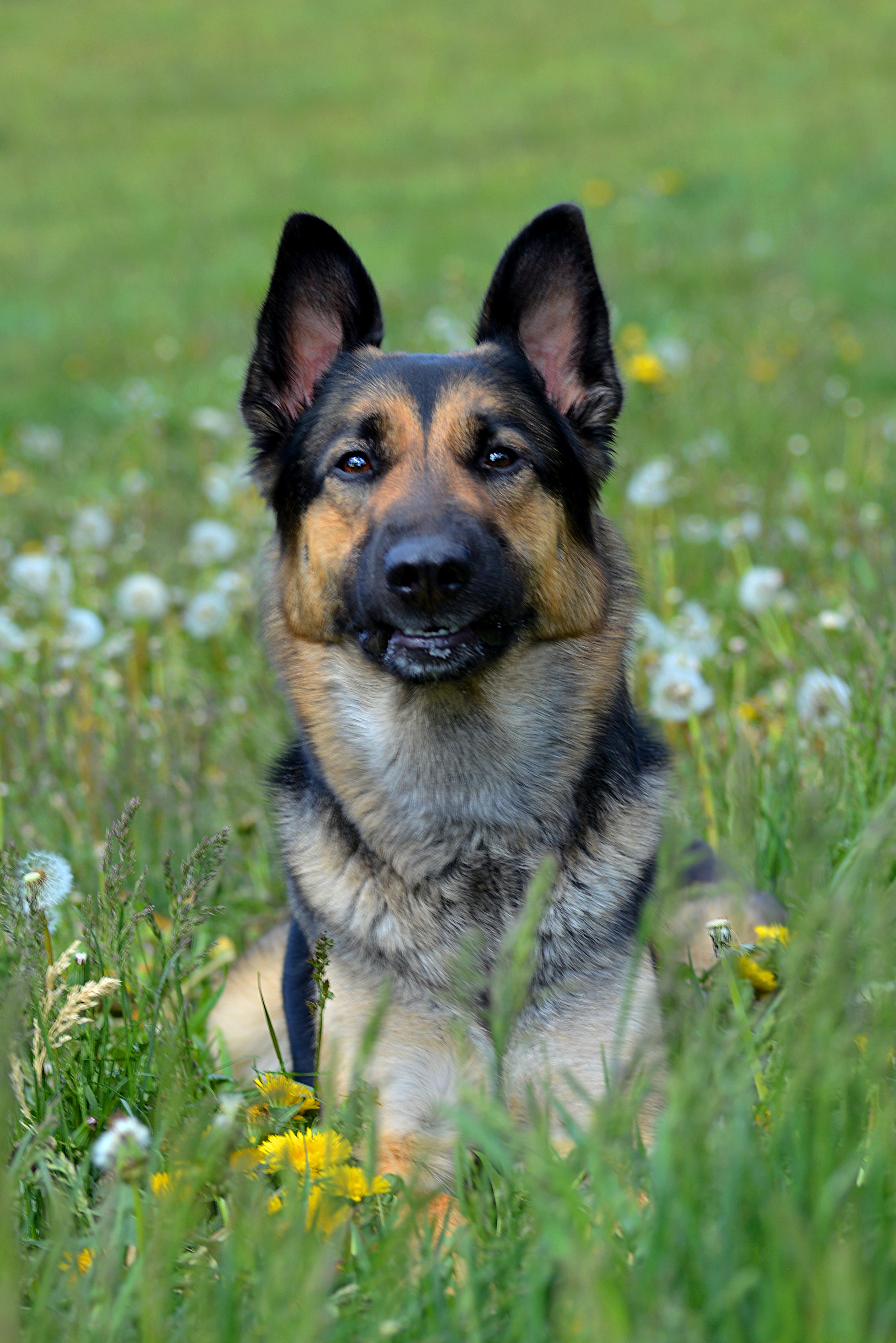 Smile if you love dandelions! | Scrolller