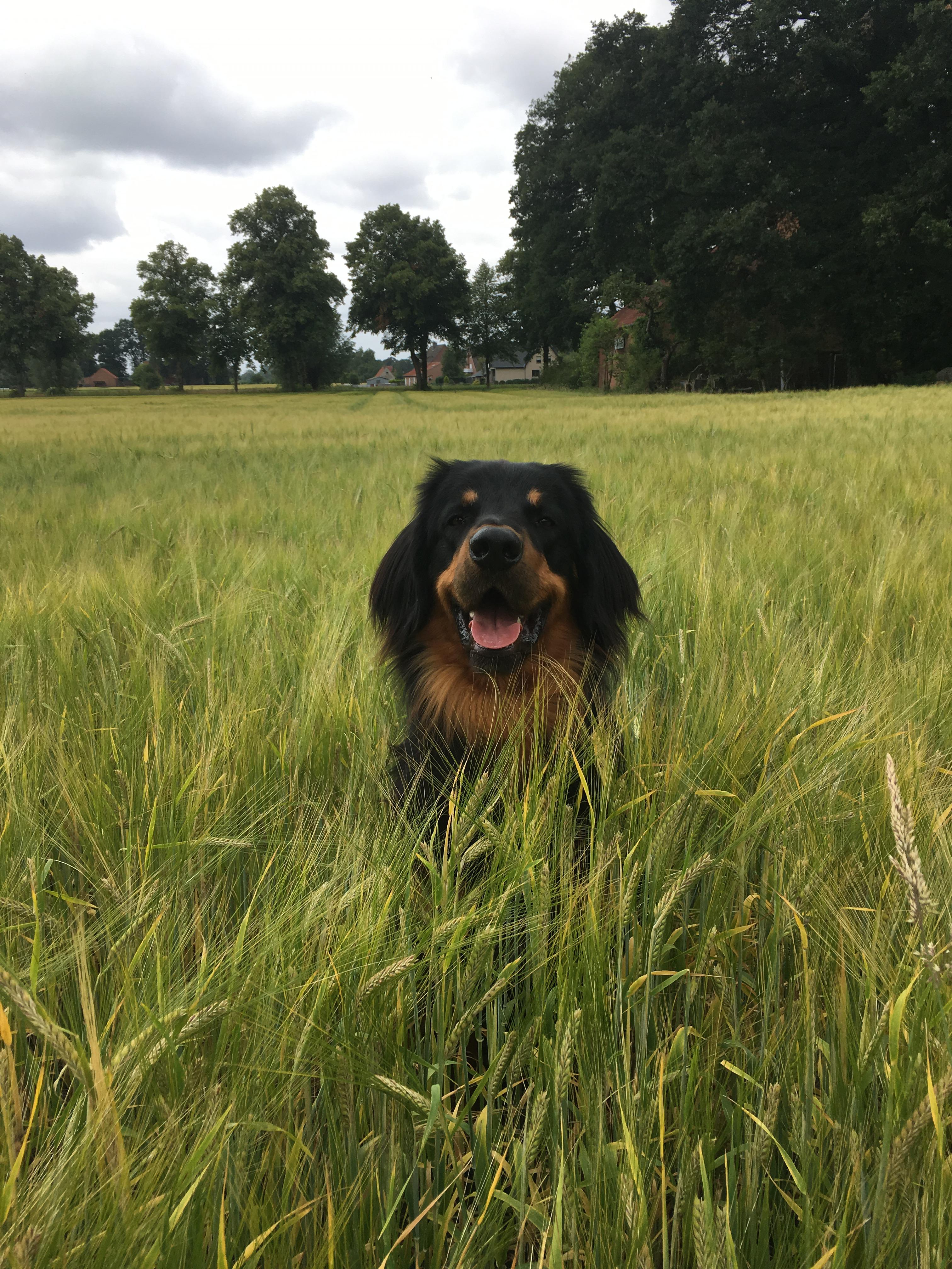 Smiley Boy | Scrolller