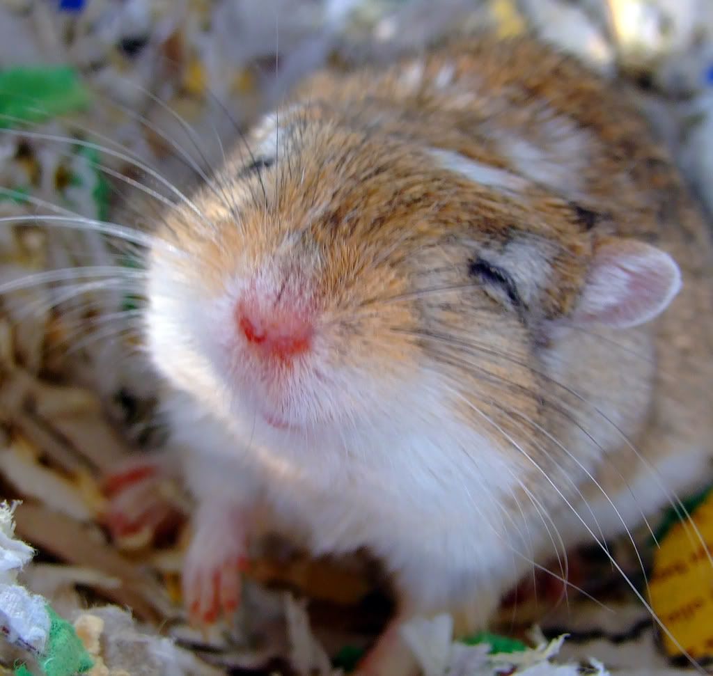 Smiley faced Gerbil... :3 How adorable.. | Scrolller