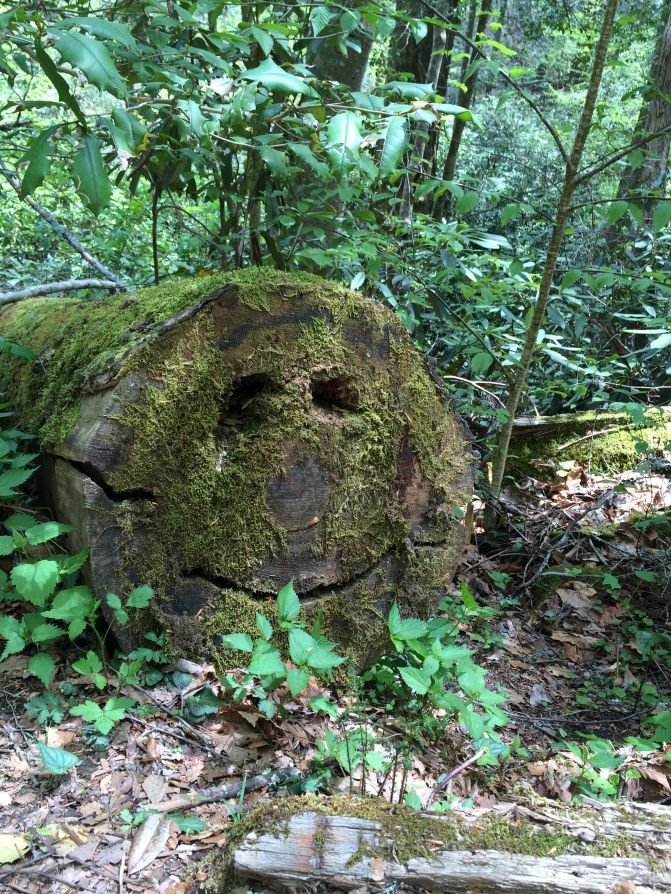 Smiling log in Joyce Kilmer Memorial Forest | Scrolller