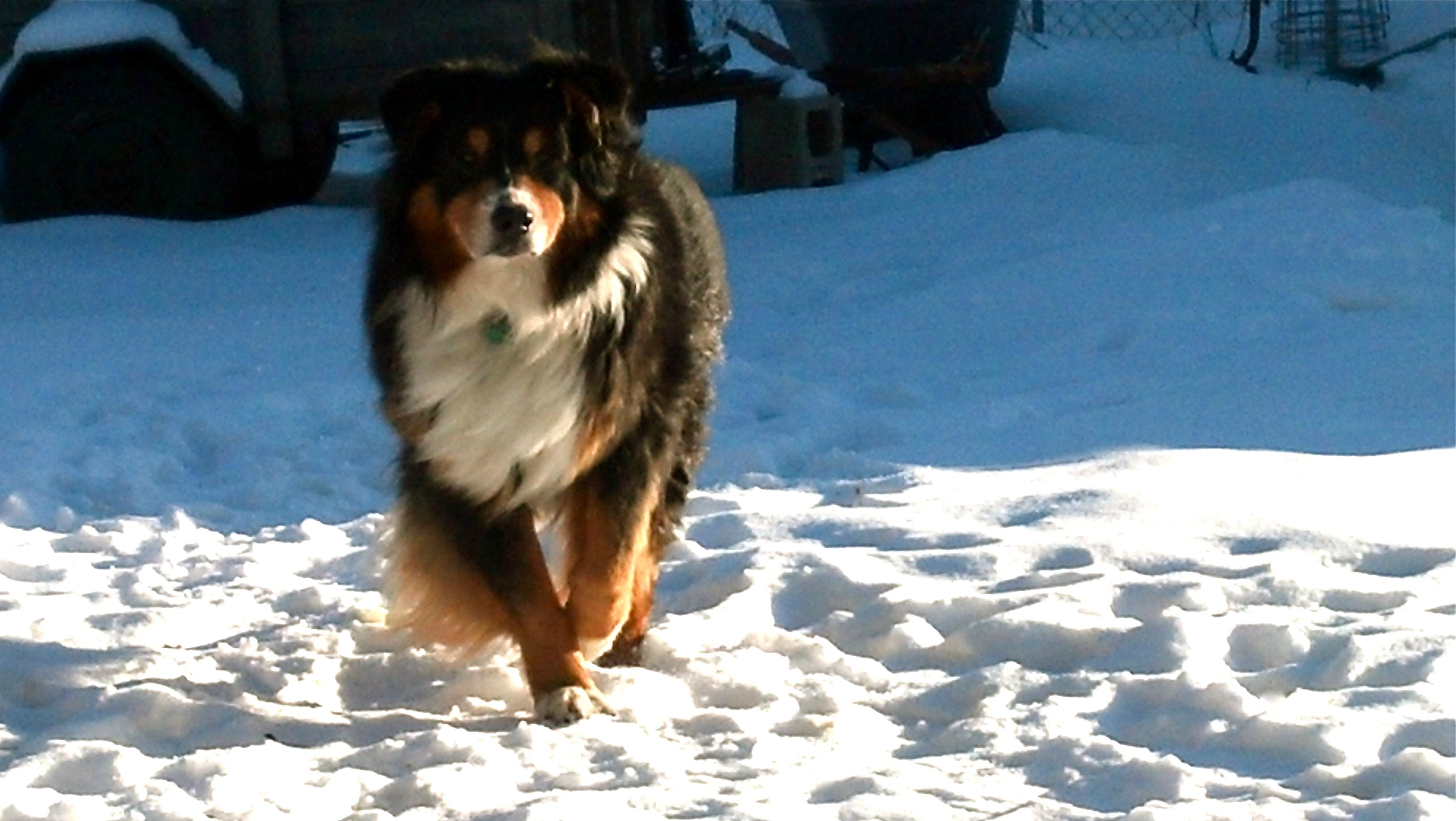 Discover more like CanineMajesty: Smokey and Related Content | Scrolller