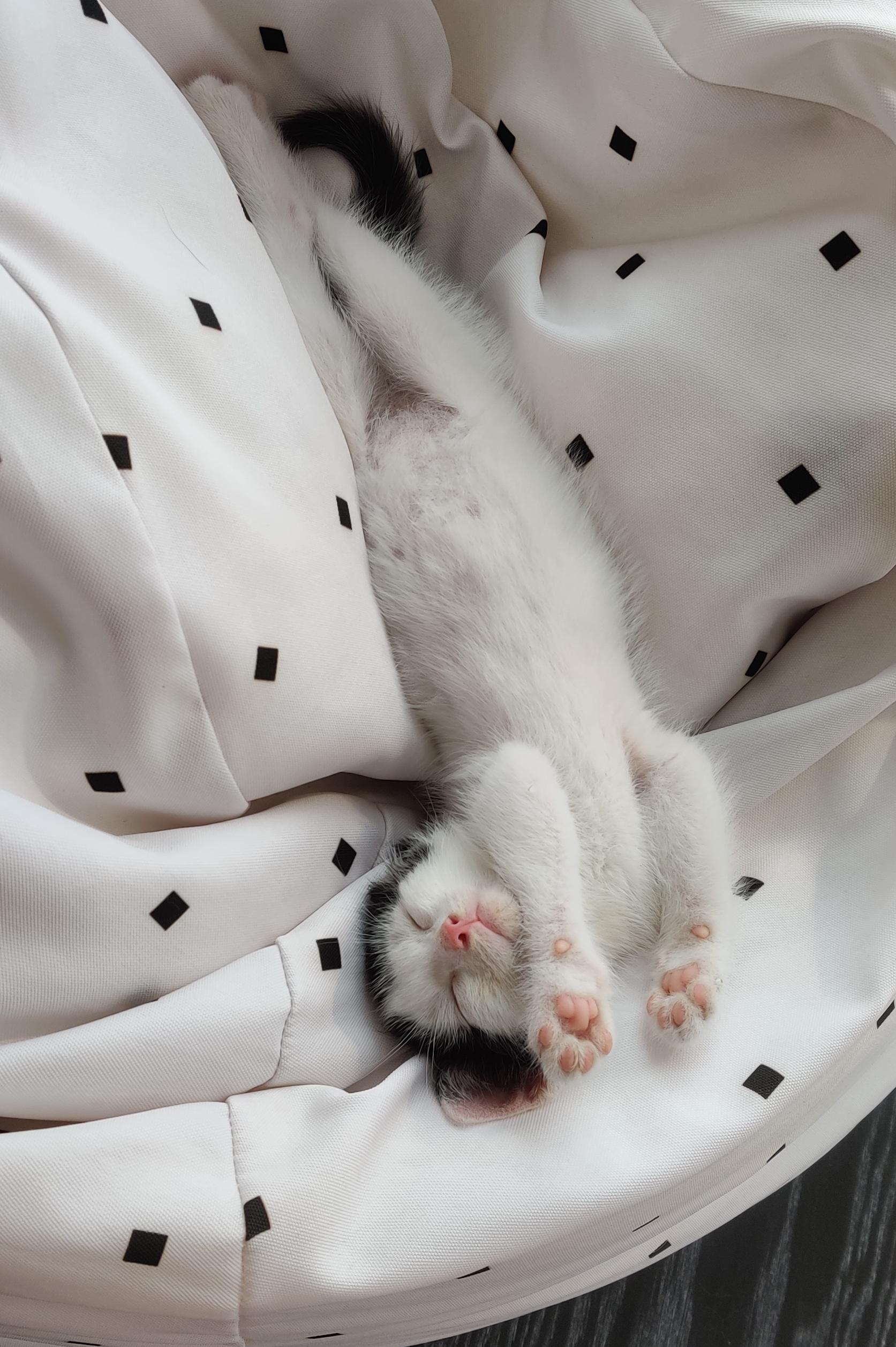 Smol beans | Scrolller