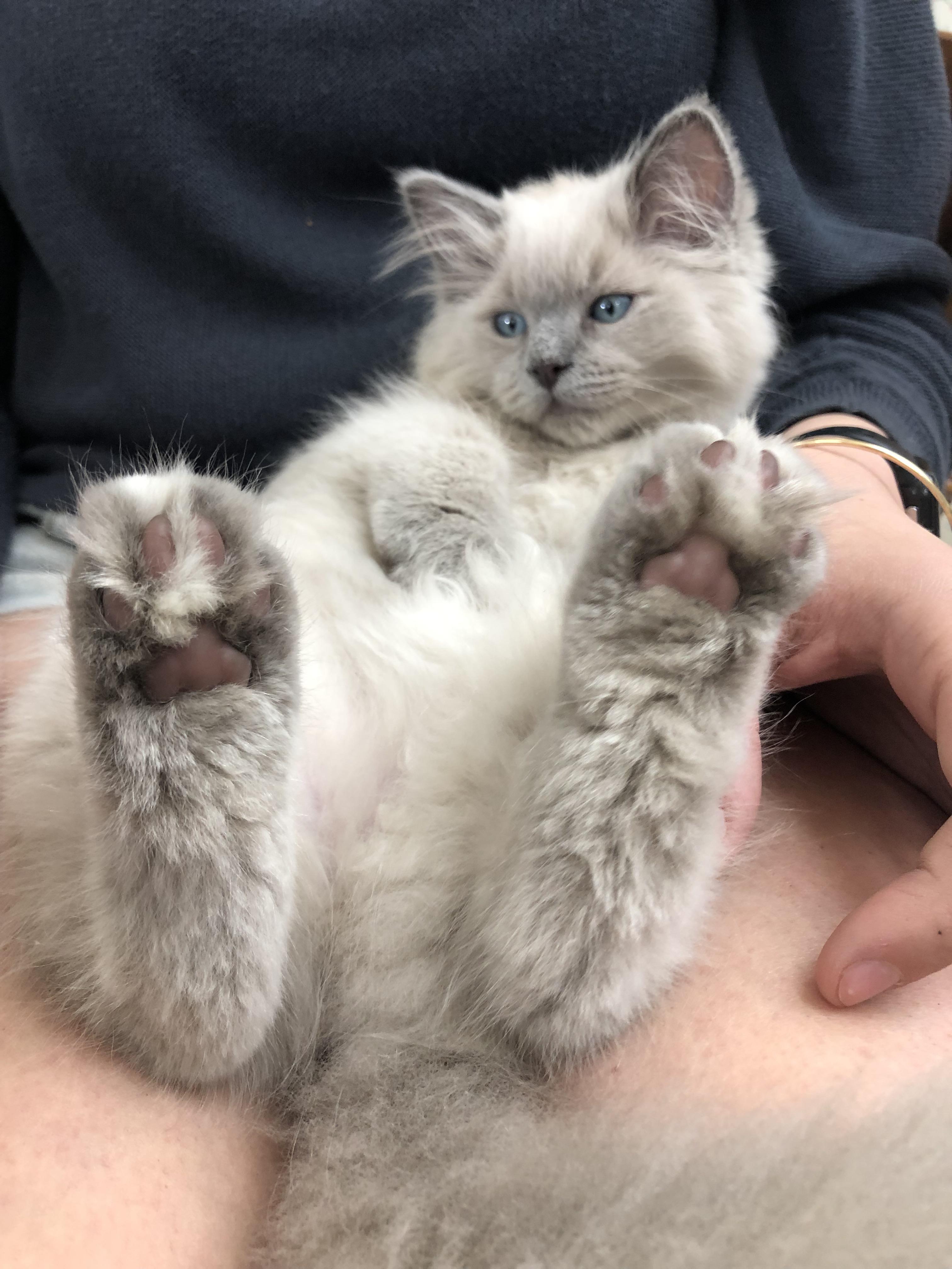 Smol beans | Scrolller