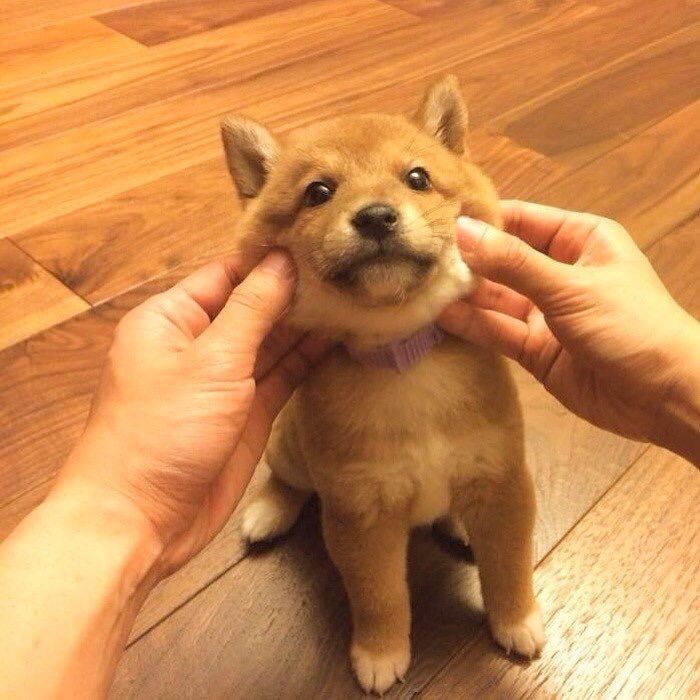 smol doge | Scrolller