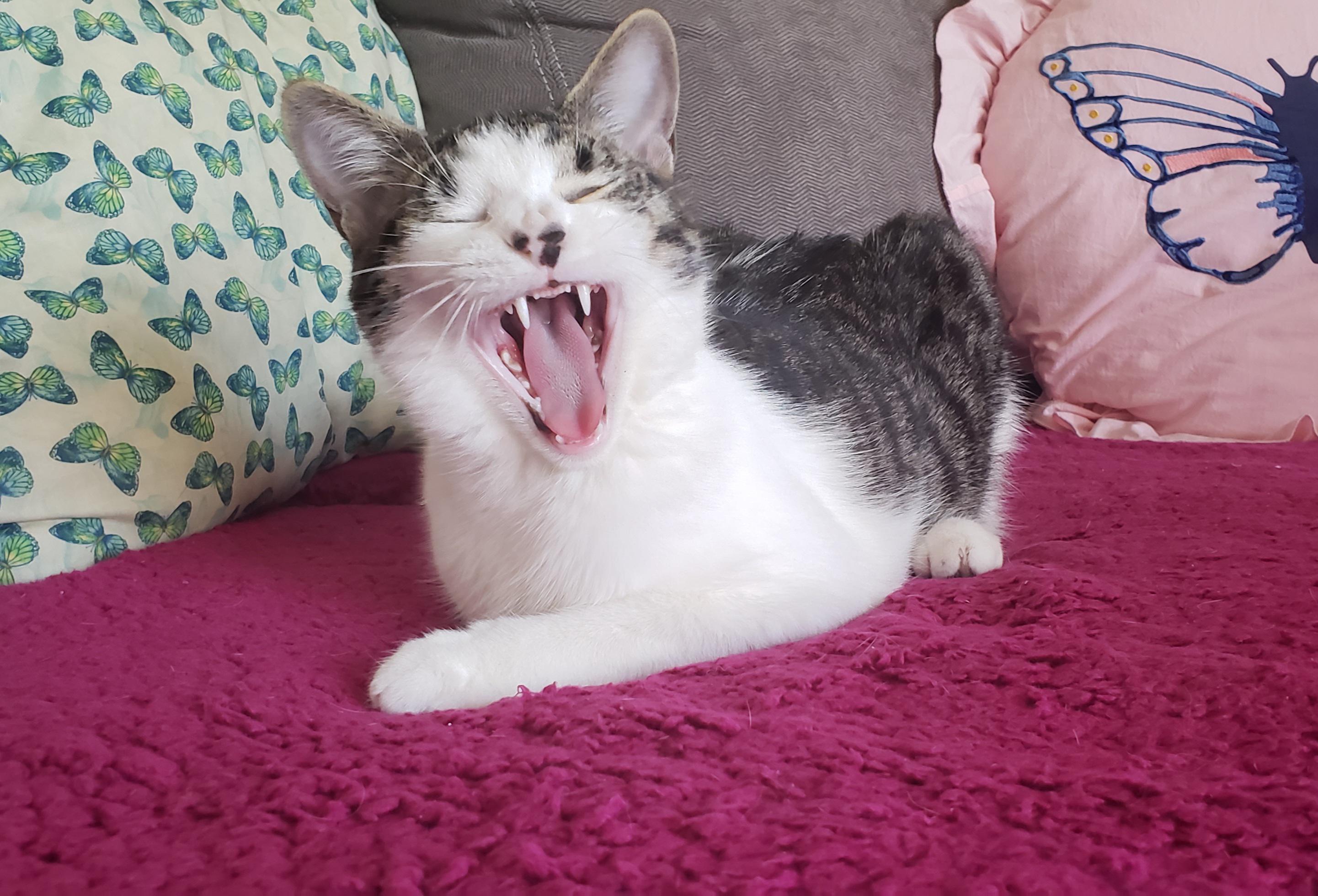 smol kitty. BIG yawn. 💜 | Scrolller