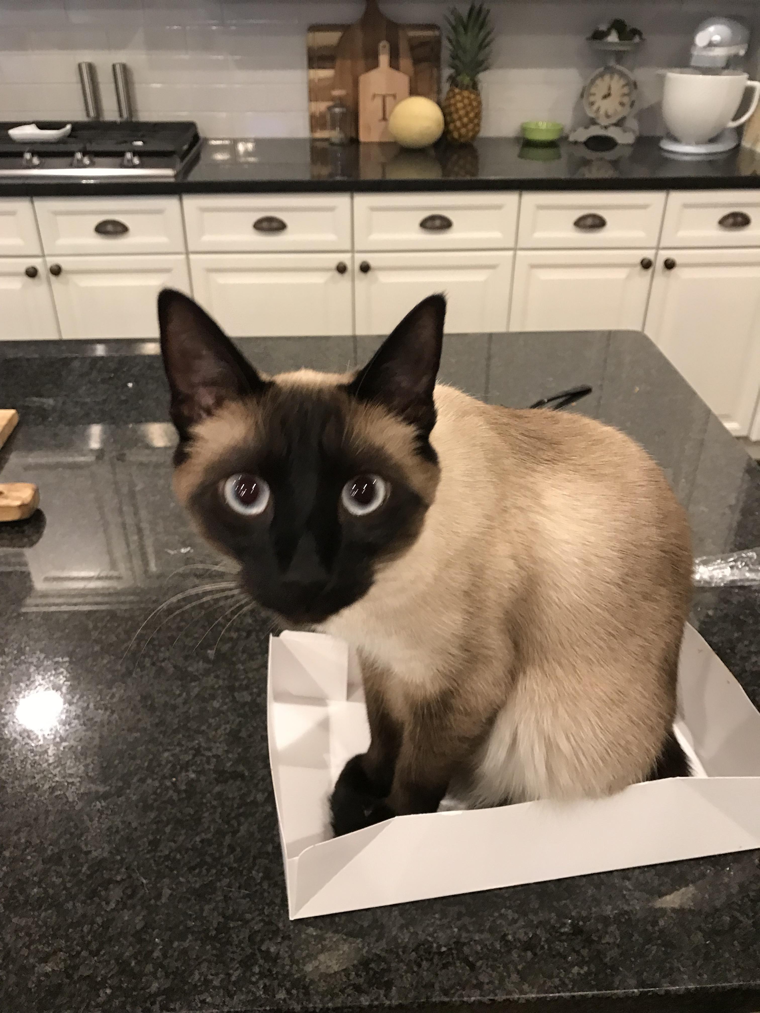 Smol kitty for smol box | Scrolller