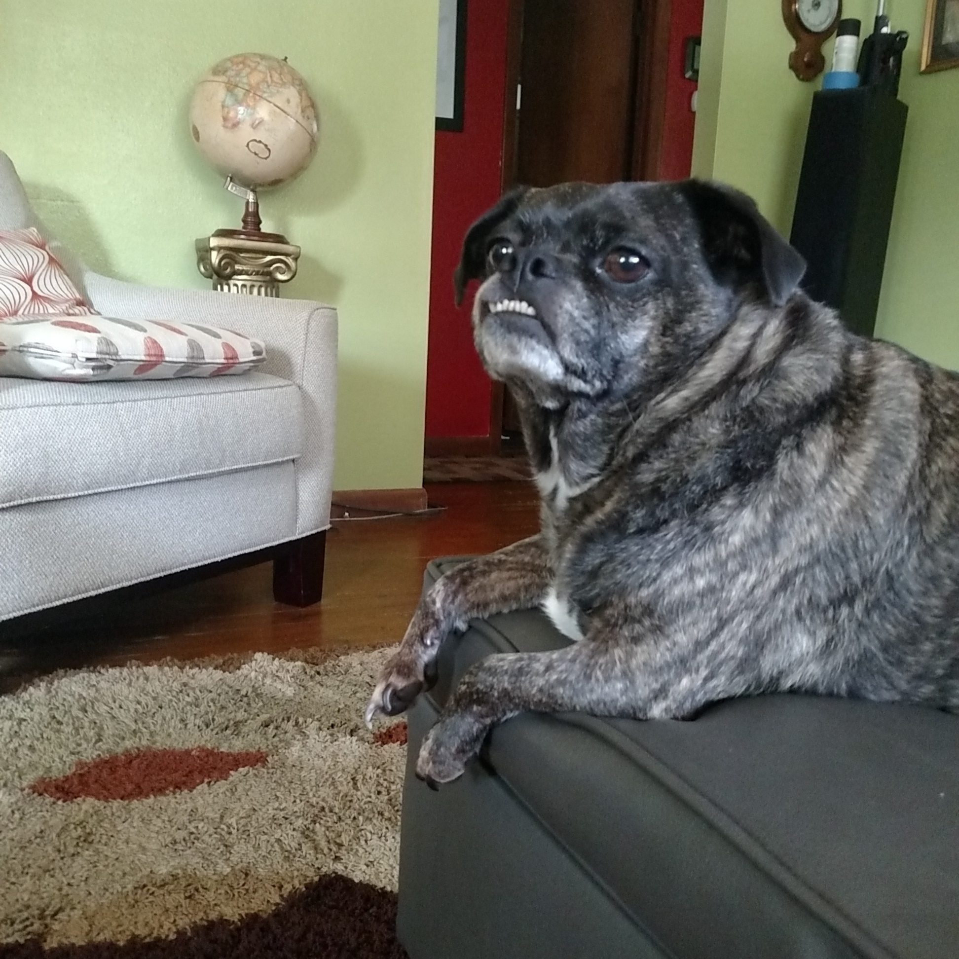 Smol pupper having big thoughts | Scrolller