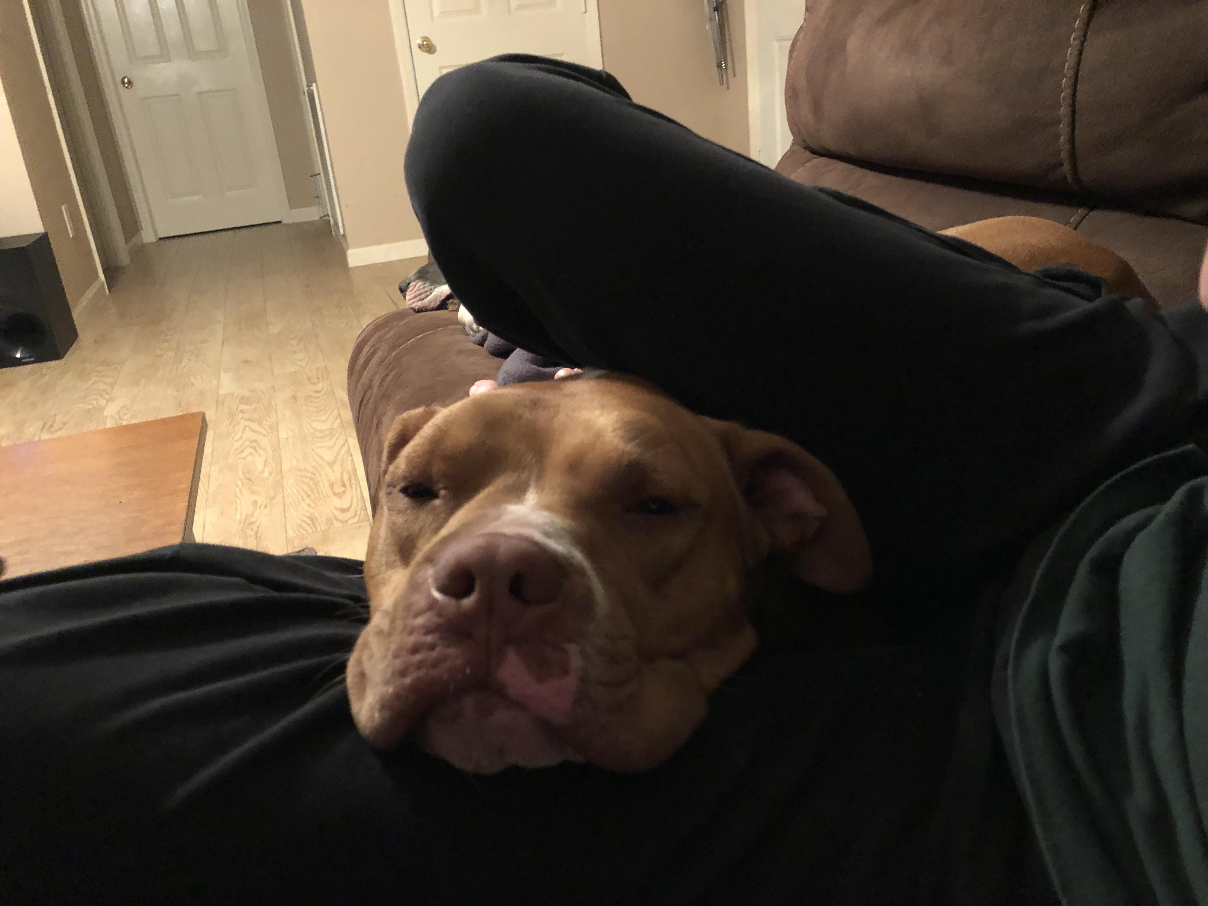 Smooshy faced giant lap dog 😂 | Scrolller