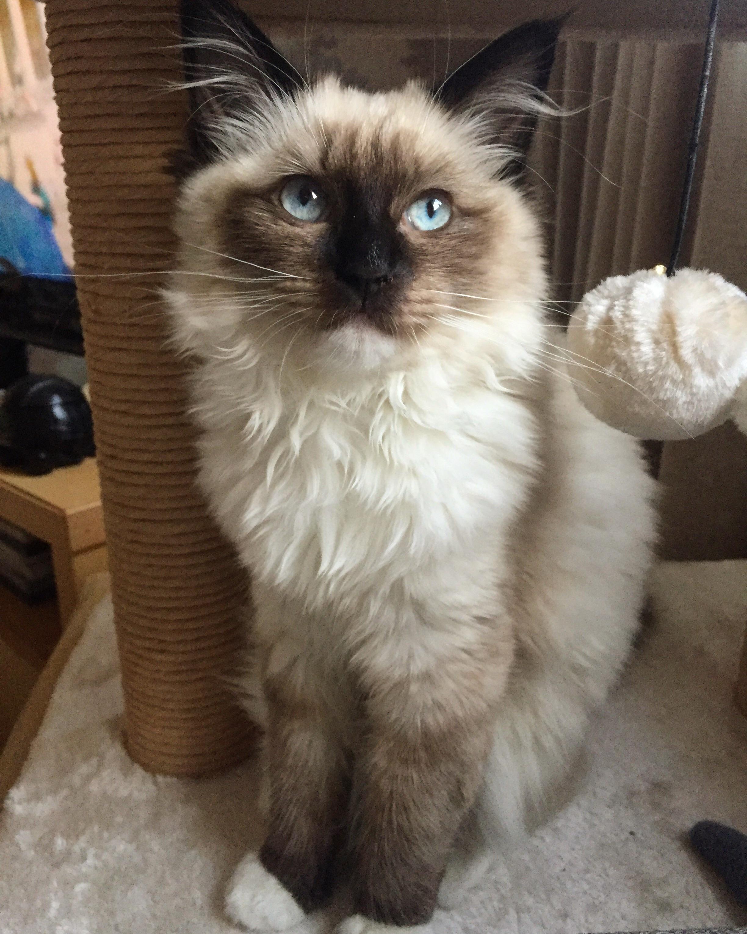 Smudge as a younger cat, showing off her supermodel pose! | Scrolller