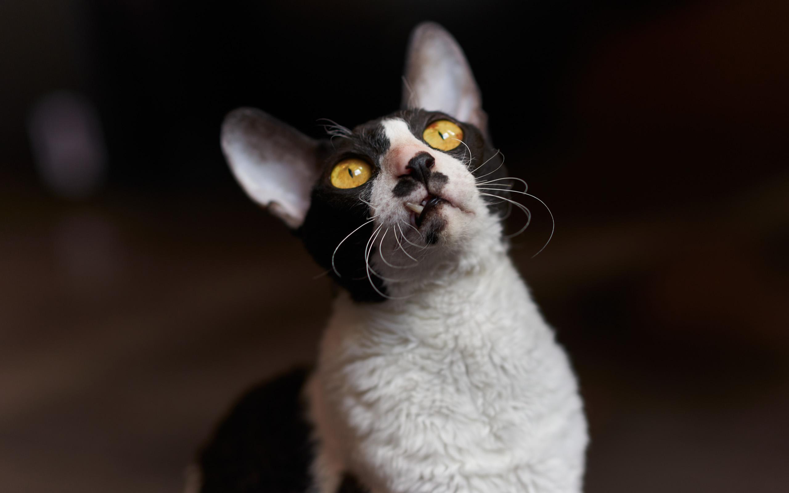 Snaggletooth [2560 x 1600] | Scrolller