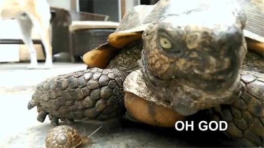 Snail mail | Scrolller