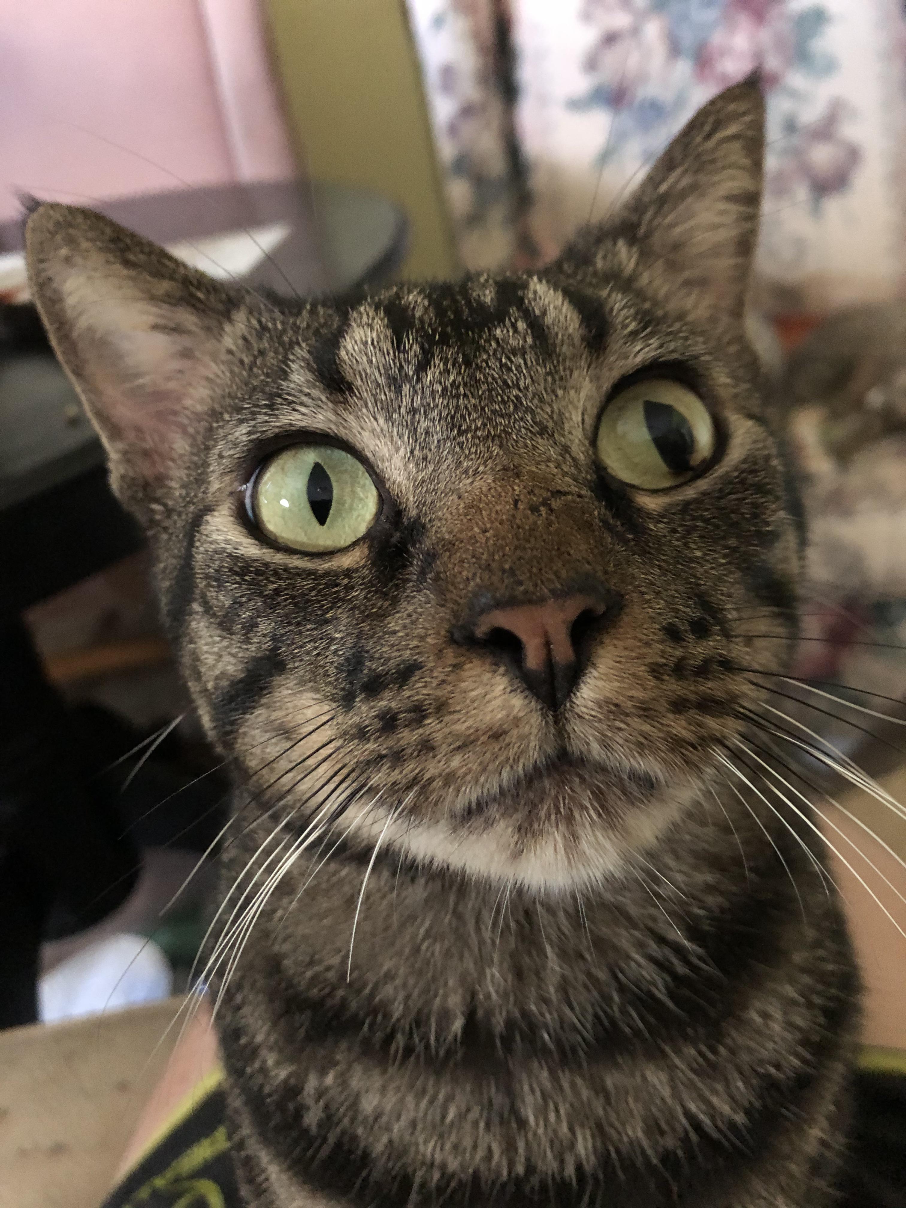 SnakeSnake mildly startled | Scrolller