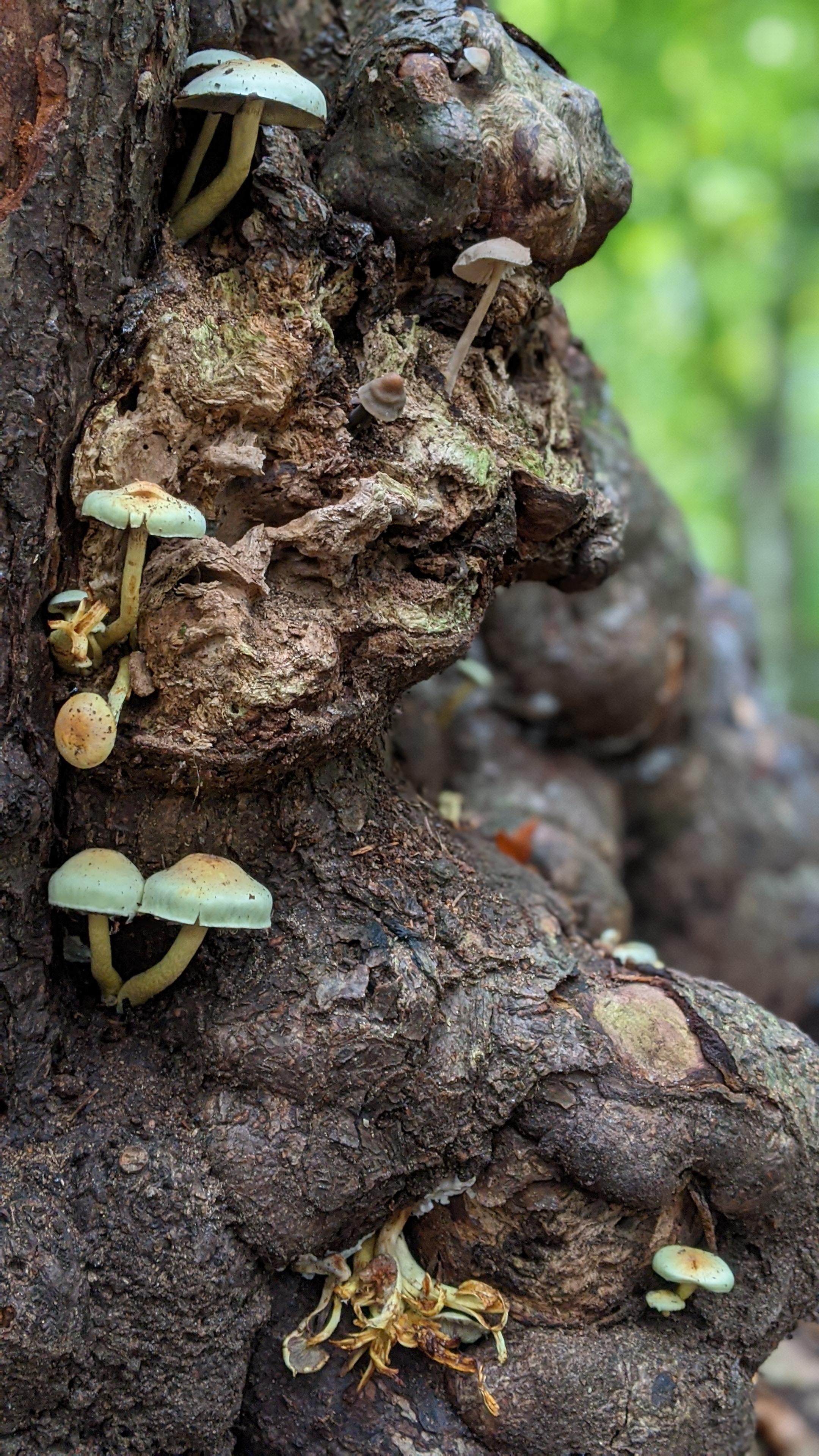Snaped these shrooms in the Woods. | Scrolller